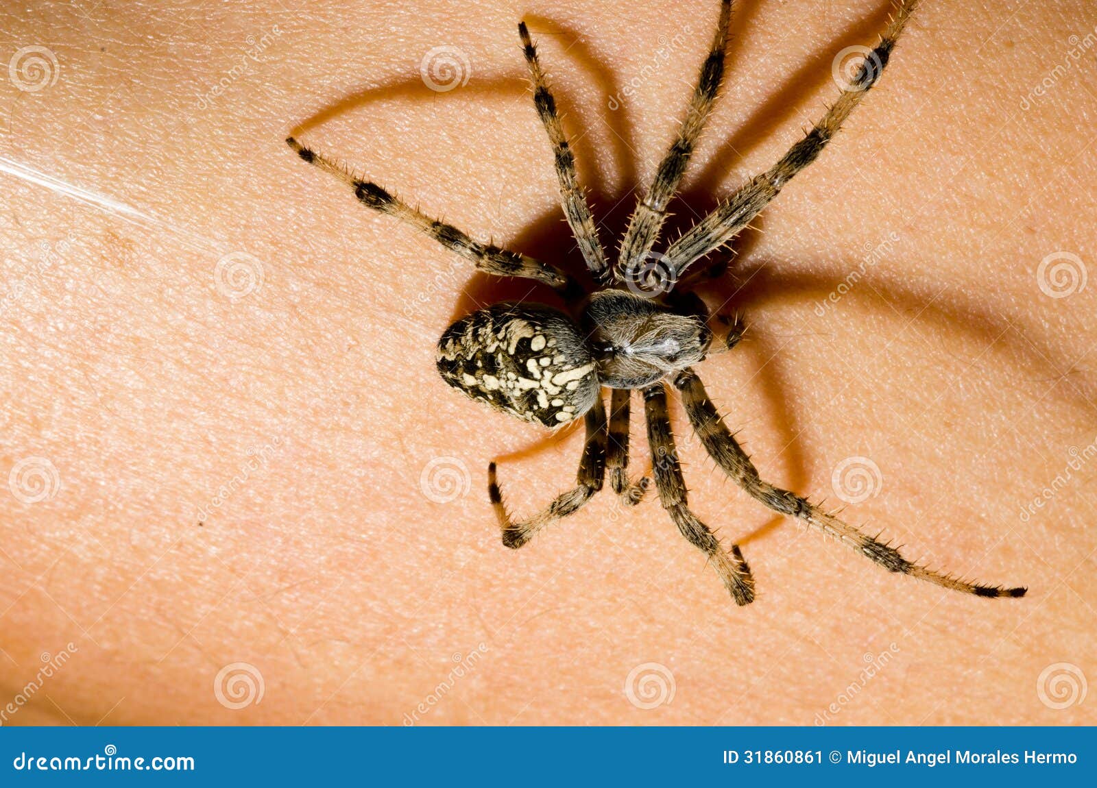 Spider stock image. Image of tarantula, arthropod, cobweb - 31860861