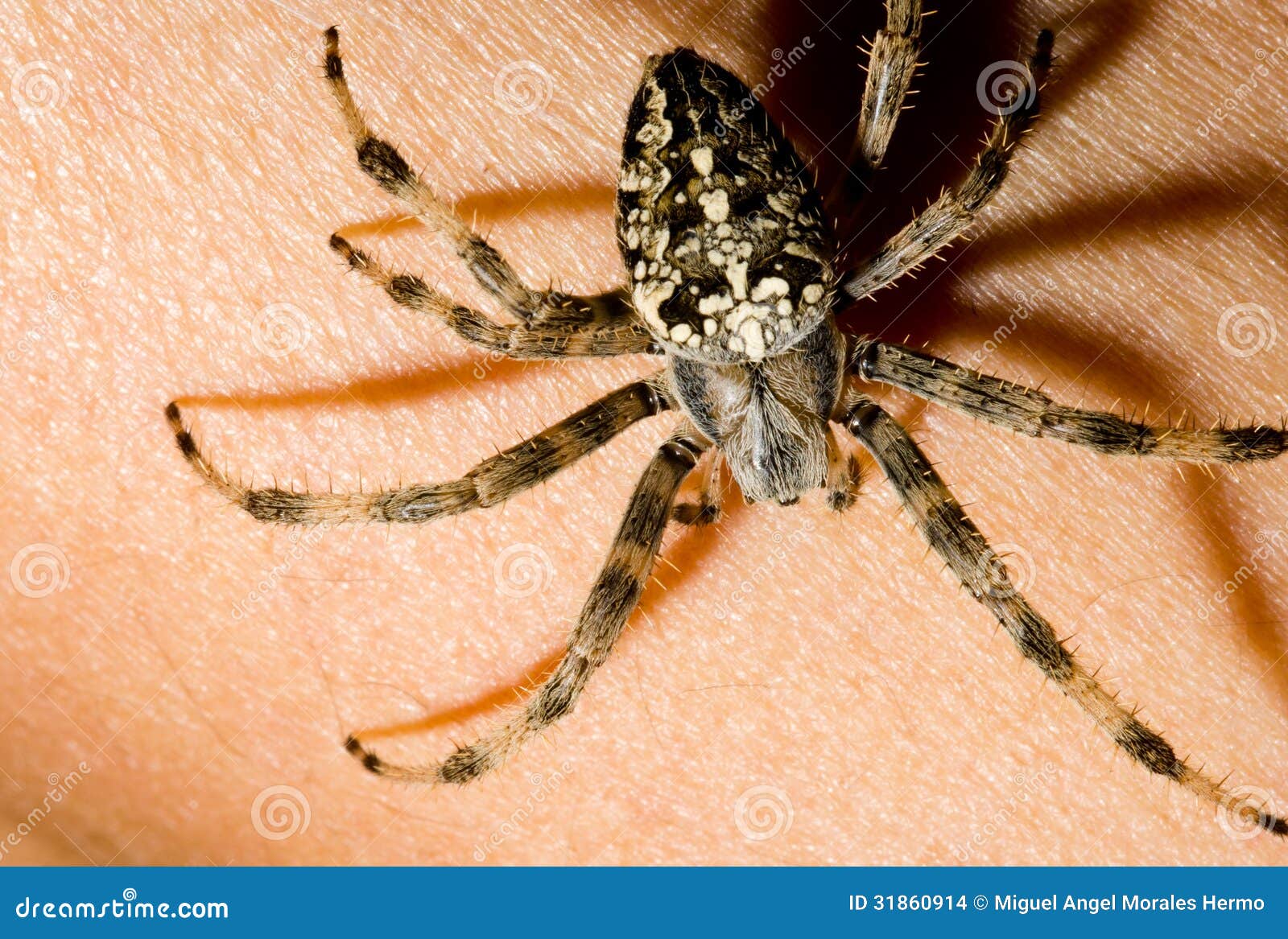 Spider stock photo. Image of weevil, animal, fauna, spiderweb - 31860914