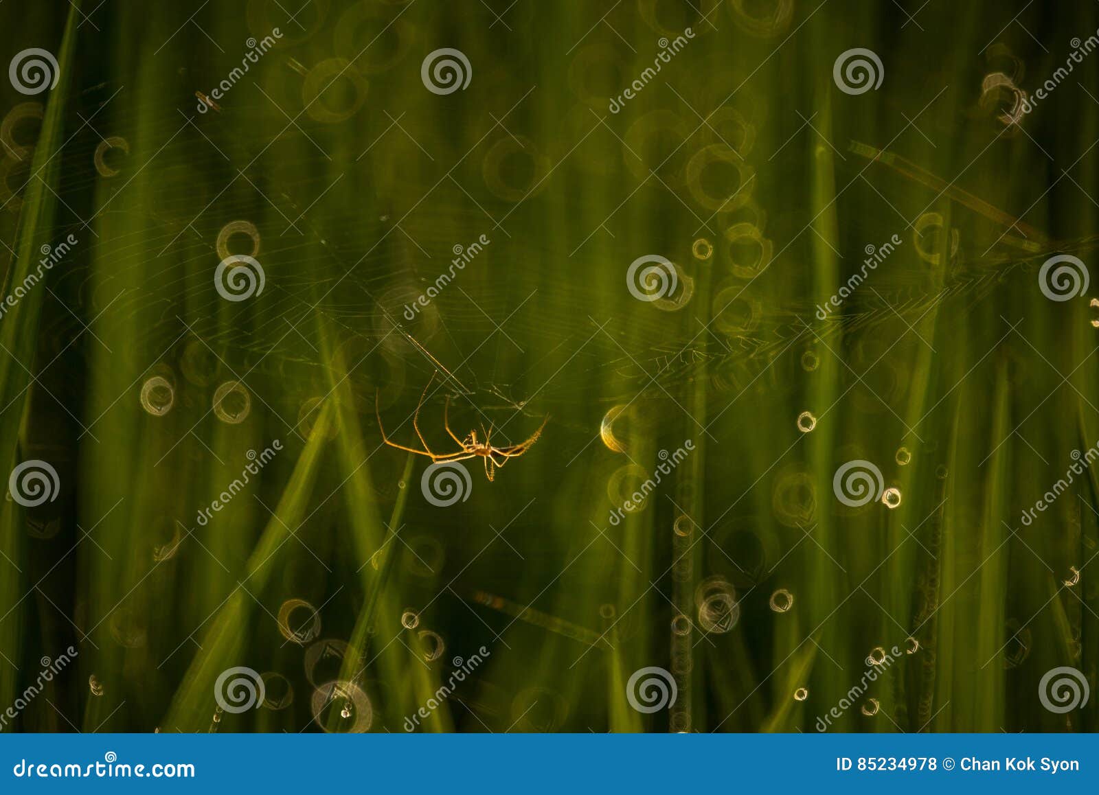Spider in Paddy field stock photo. Image of morning, moisture - 85234978