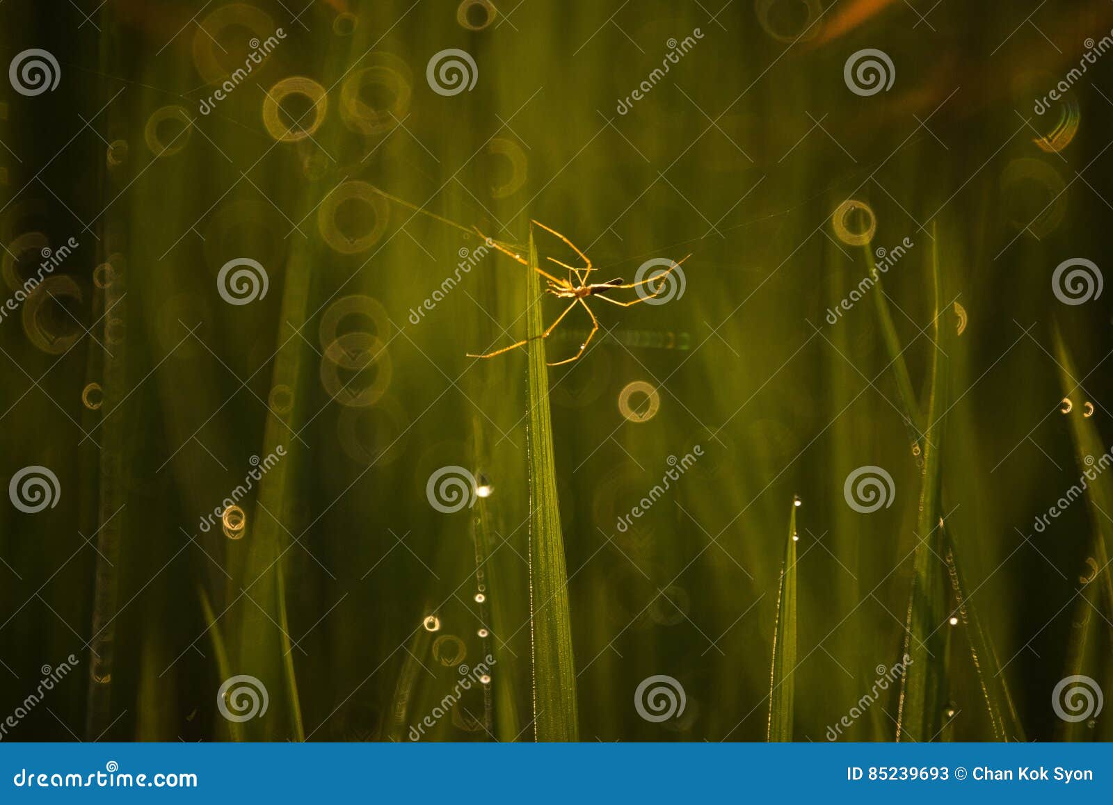Spider in Paddy field stock image. Image of pink, plant - 85239693