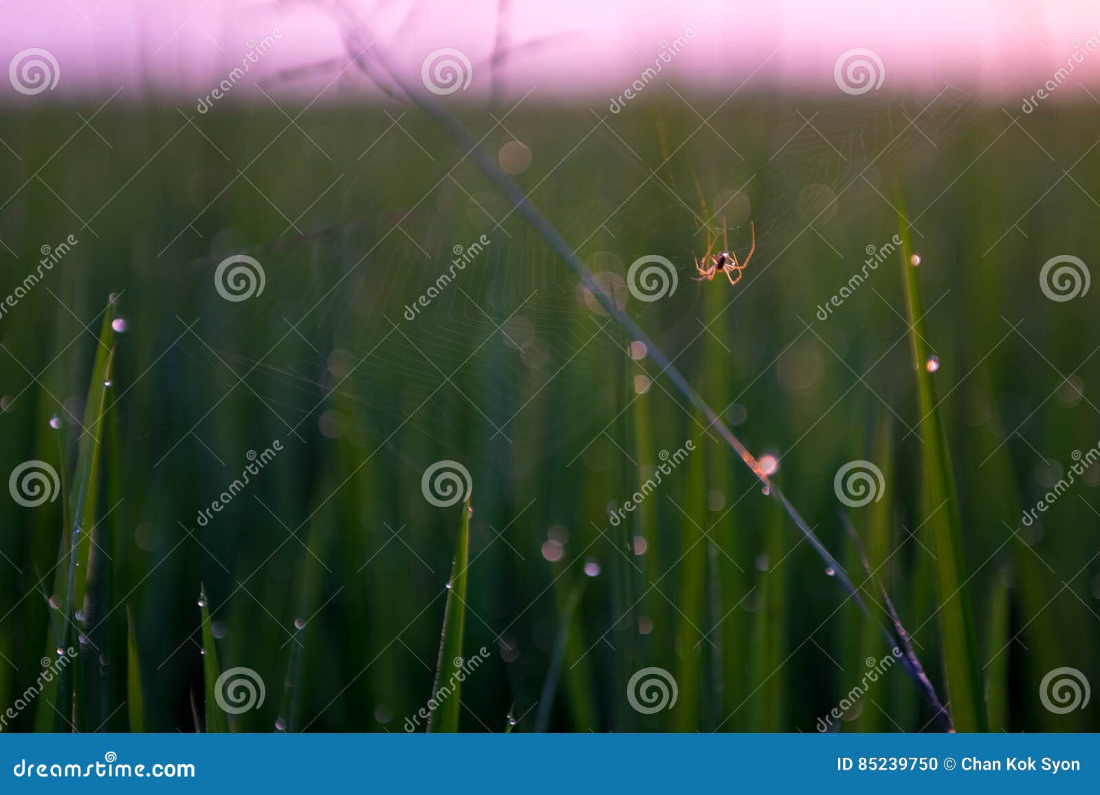 Spider in Paddy field stock photo. Image of sunrise, paddy - 85239750