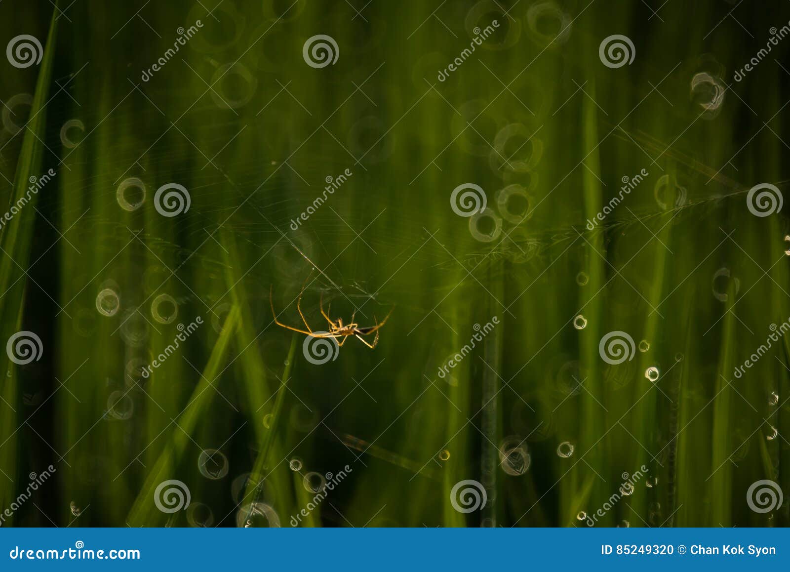 Spider in Paddy field stock photo. Image of sunset, morning - 85249320