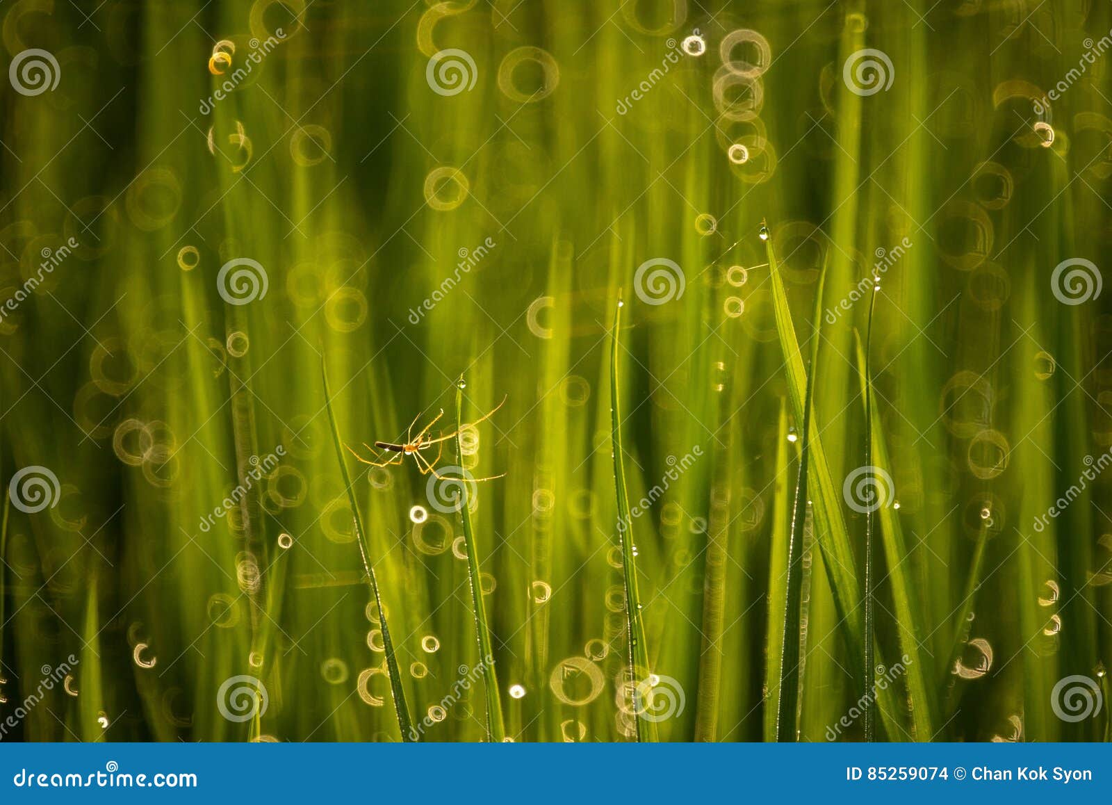 Spider in Paddy field stock photo. Image of water, moisture - 85259074