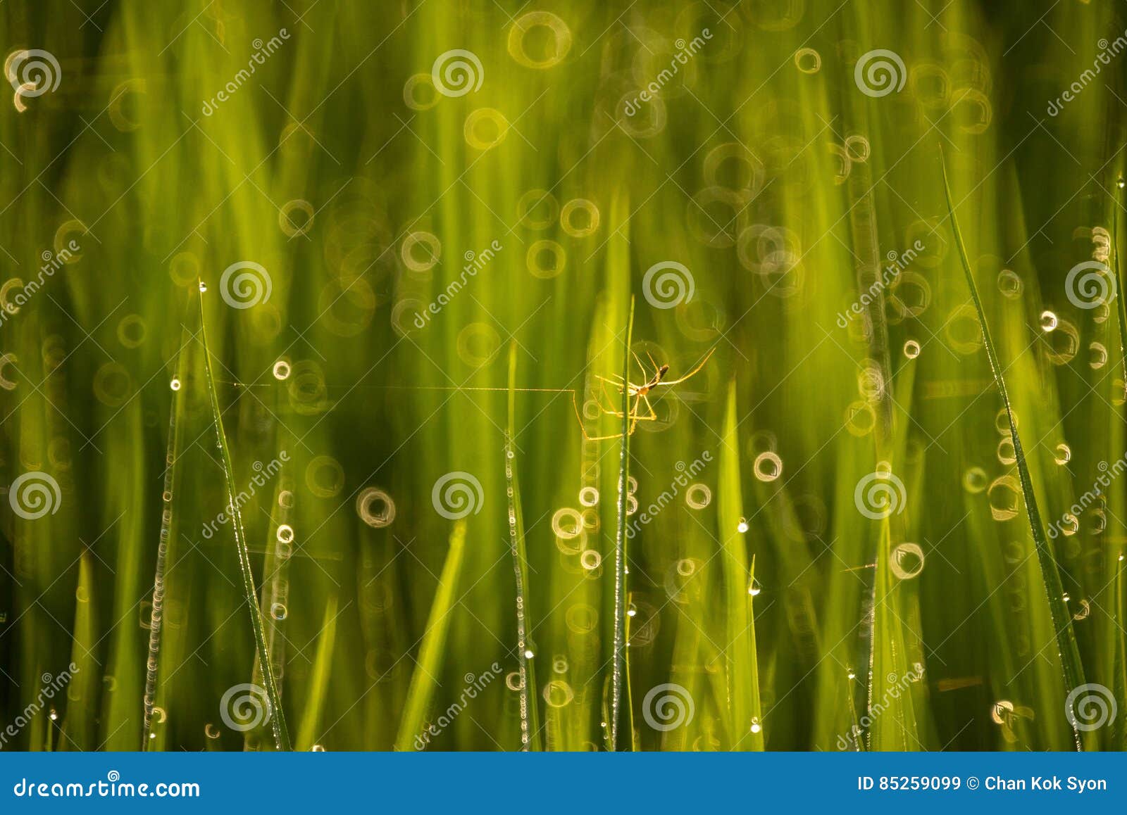 Spider in Paddy field stock image. Image of background - 85259099