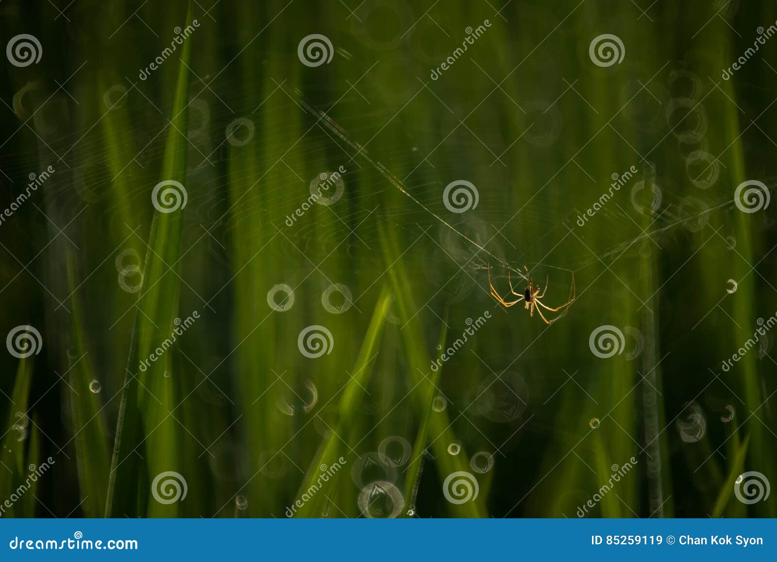 Spider in Paddy field stock image. Image of pink, morning - 85259119
