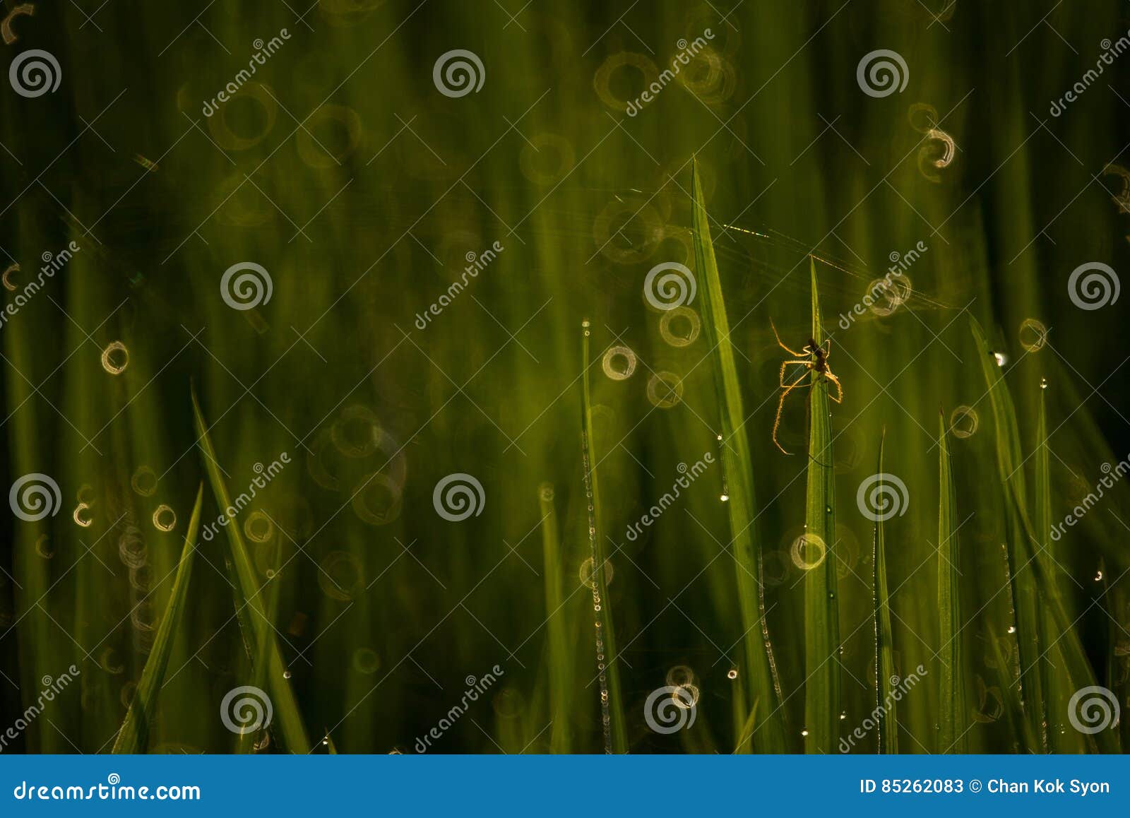 Spider in Paddy field stock image. Image of sunrise, green - 85262083
