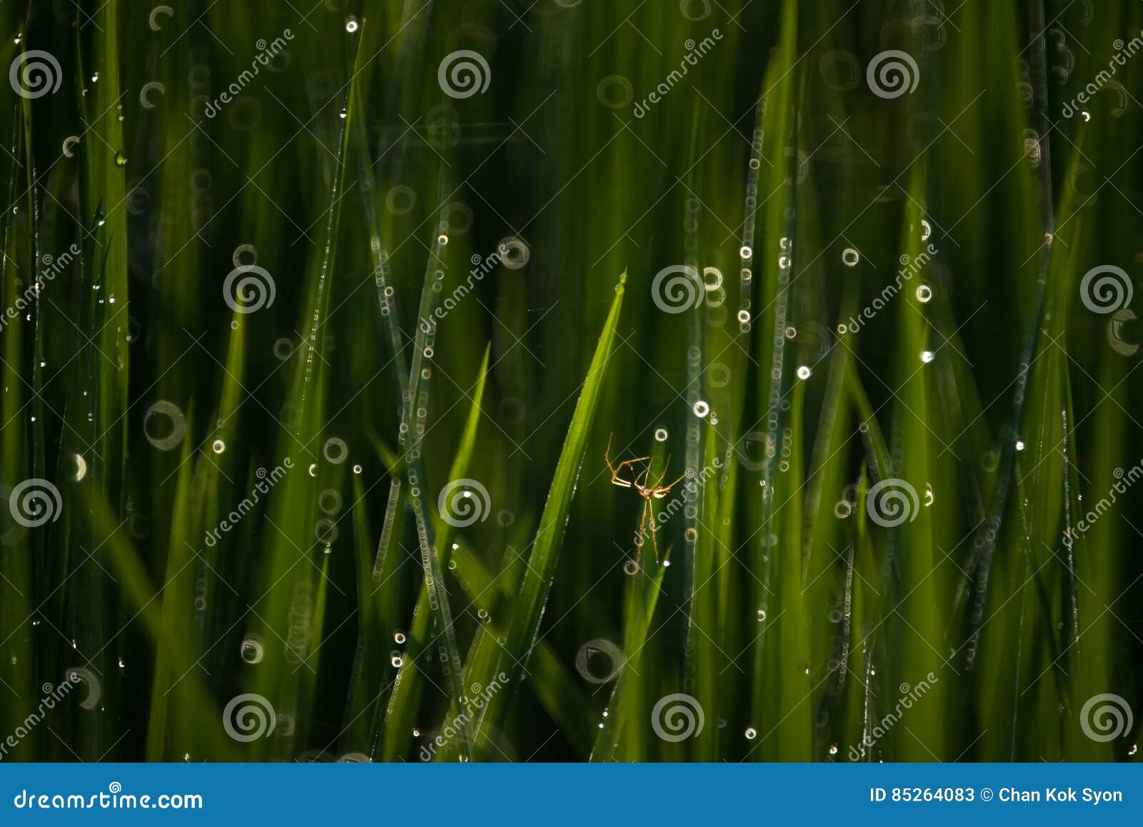 Spider in Paddy field stock image. Image of grass, moisture - 85264083