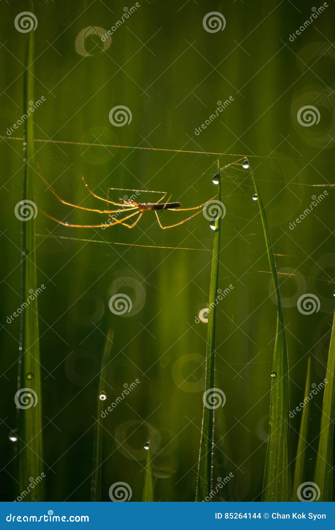 Spider in Paddy field stock photo. Image of field, grass - 85264144