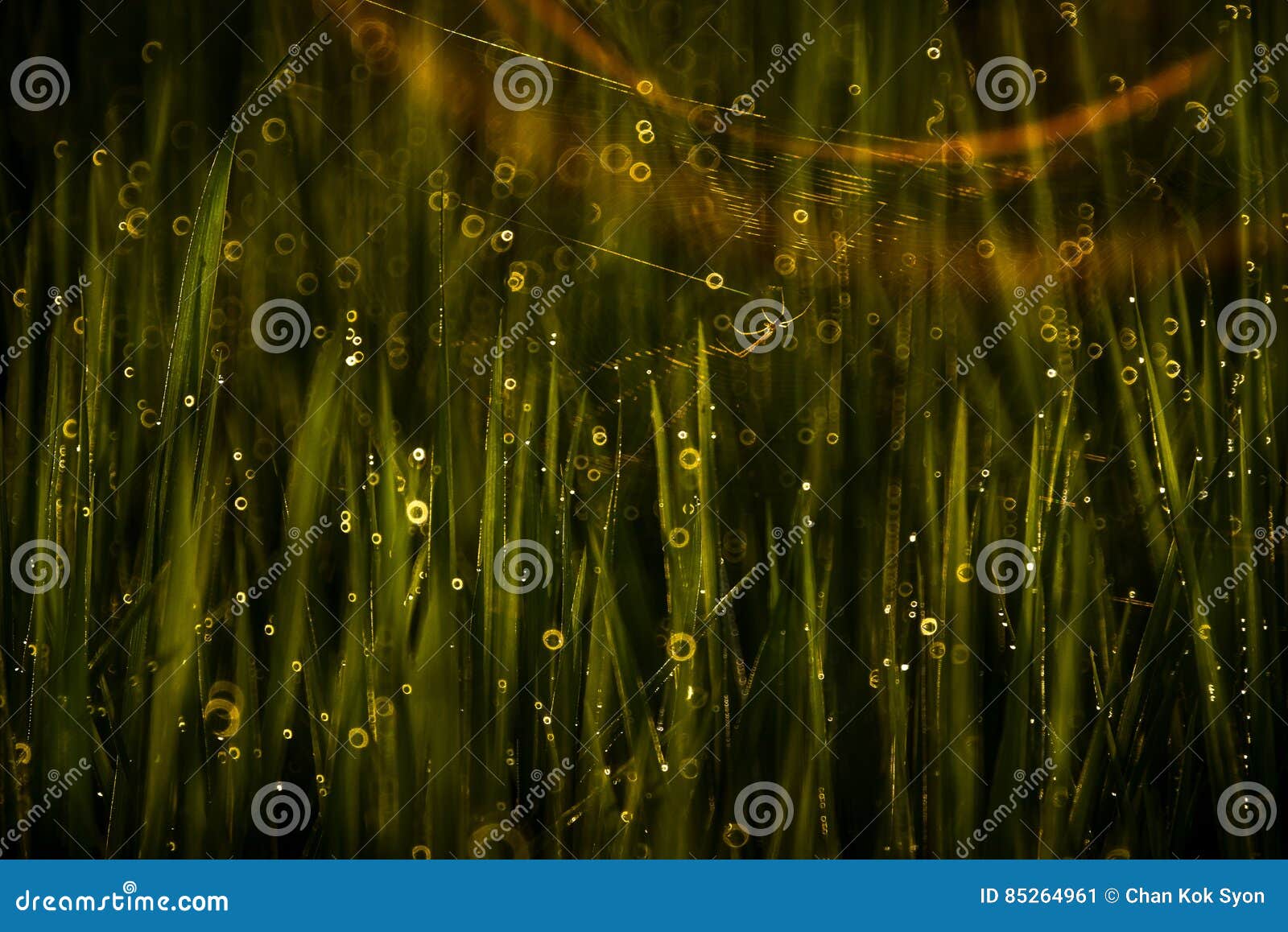 Spider in Paddy field stock image. Image of sekinchan - 85264961