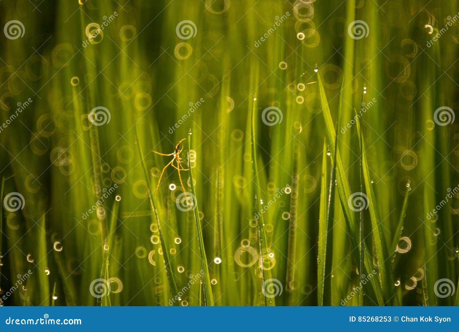 Spider in Paddy field stock image. Image of field, sunrise - 85268253