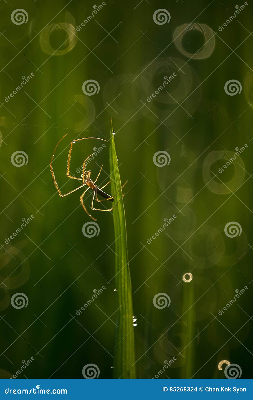Spider in Paddy field stock photo. Image of water, grass - 85268324