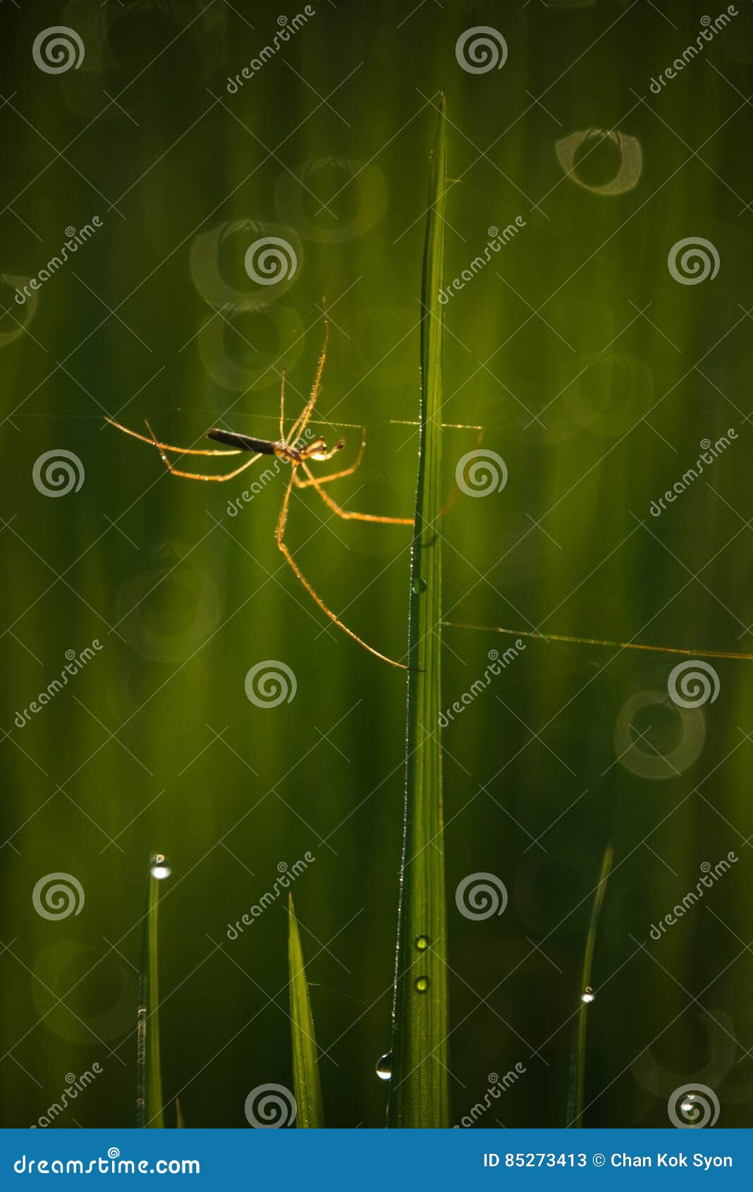 Spider in Paddy field stock image. Image of insect, sekinchan - 85273413