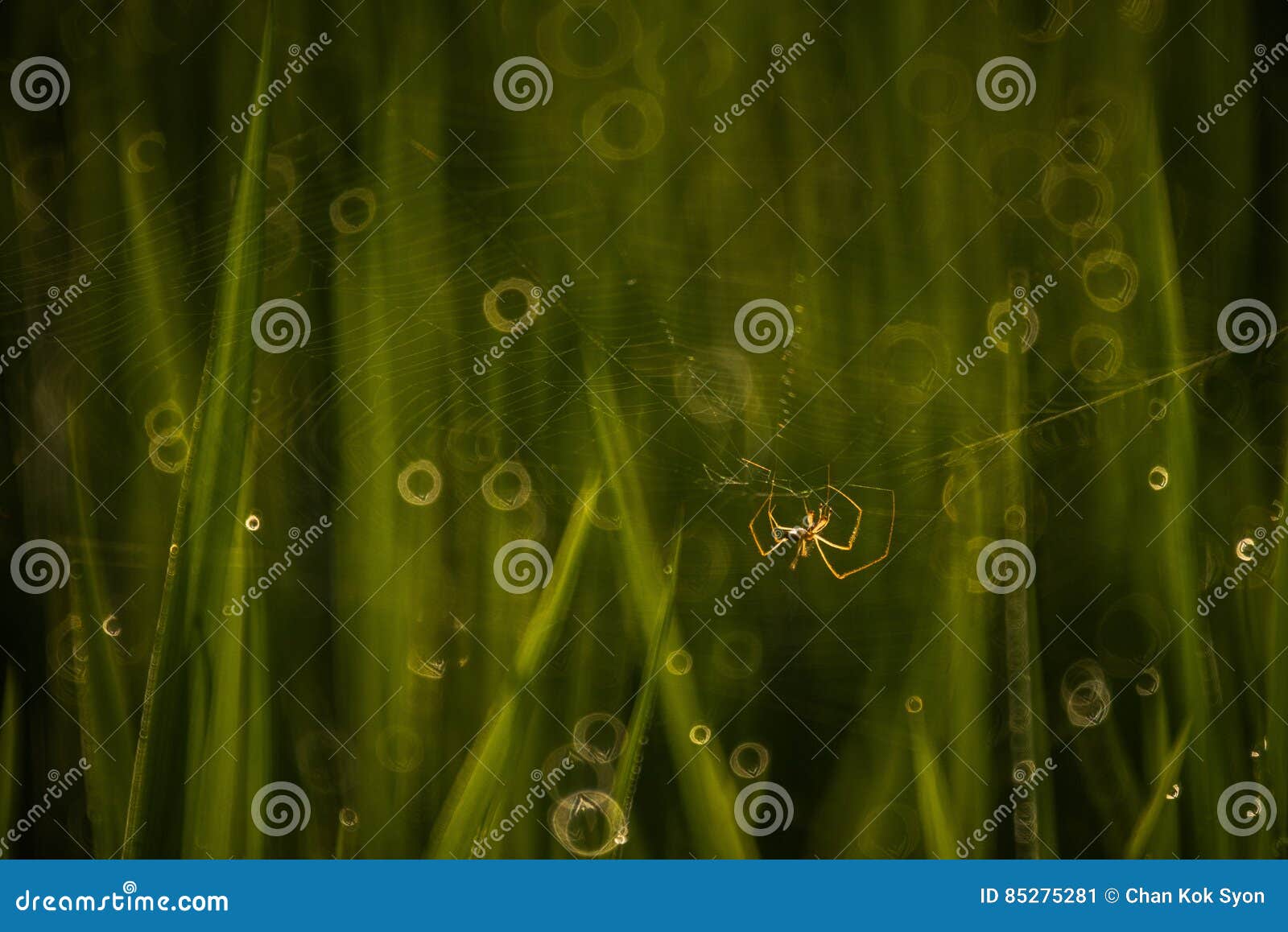 Spider in Paddy field stock image. Image of bokeh, sunrise - 85275281