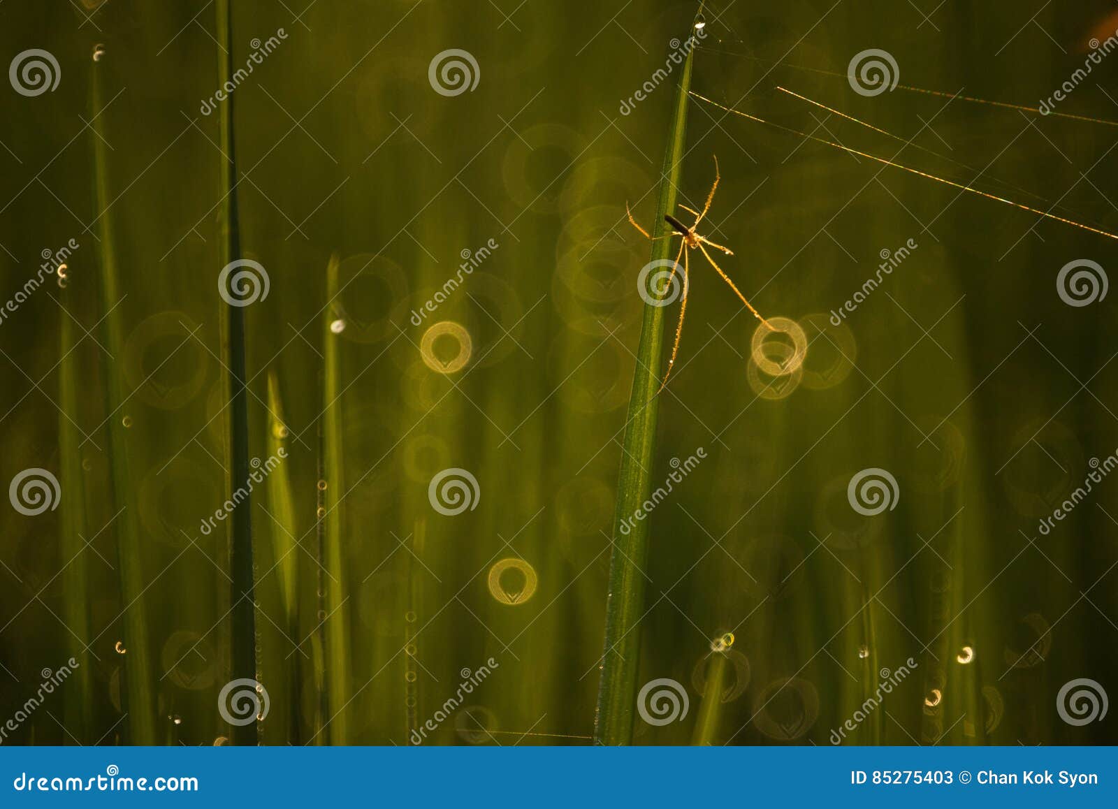 Spider in Paddy field stock image. Image of pink, sunlight - 85275403