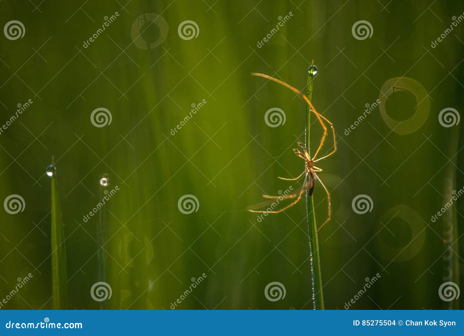 Spider in Paddy field stock photo. Image of field, water - 85275504