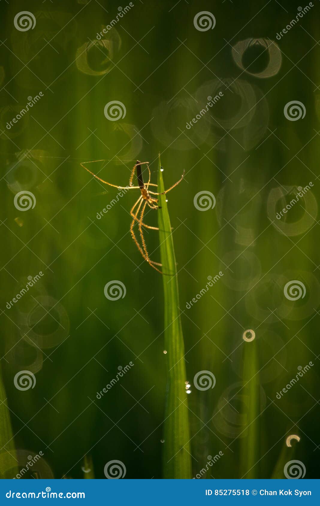 Spider in Paddy field stock photo. Image of morning, spider - 85275518