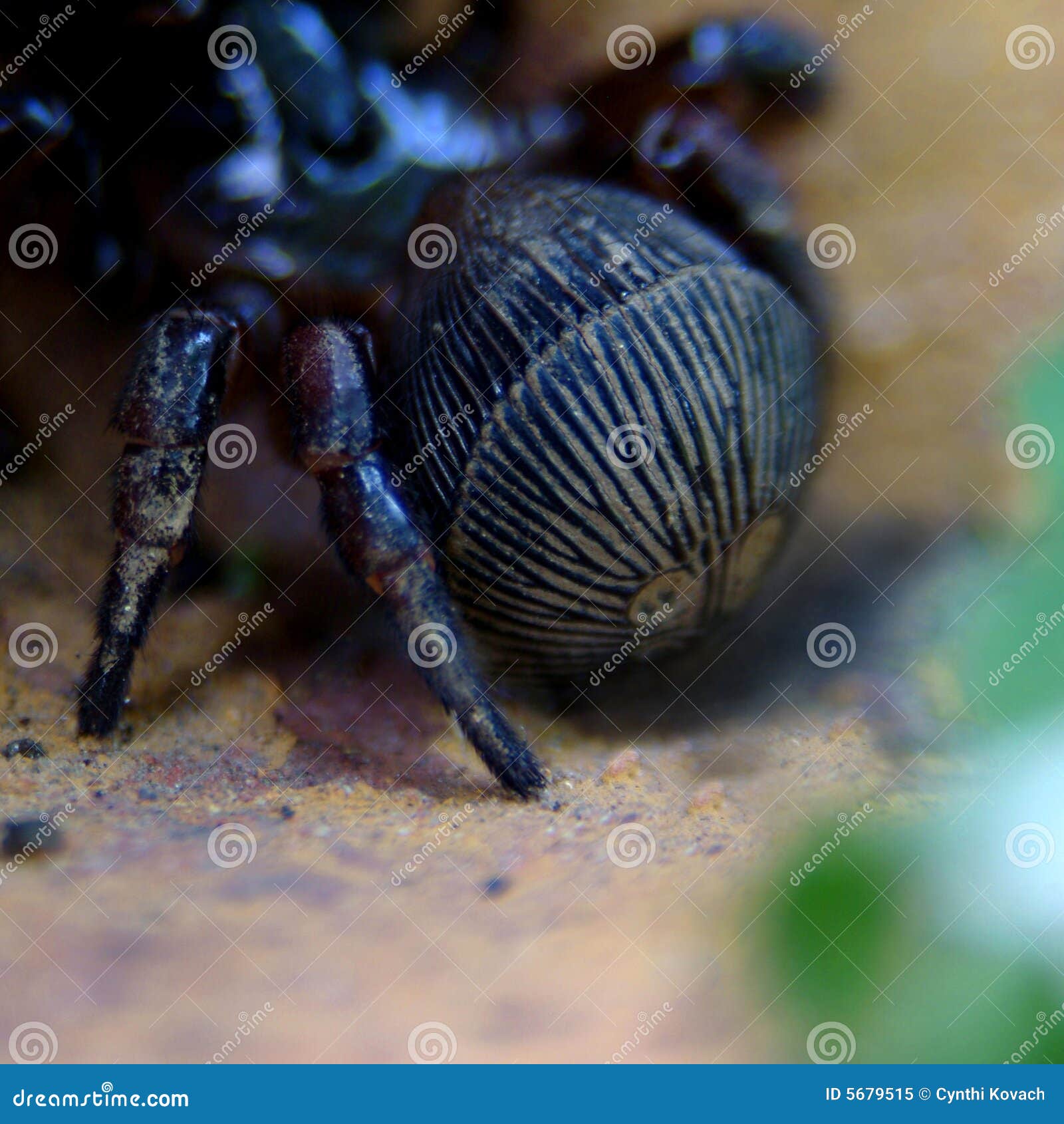 Spider Parts Picture. Image: 5679515