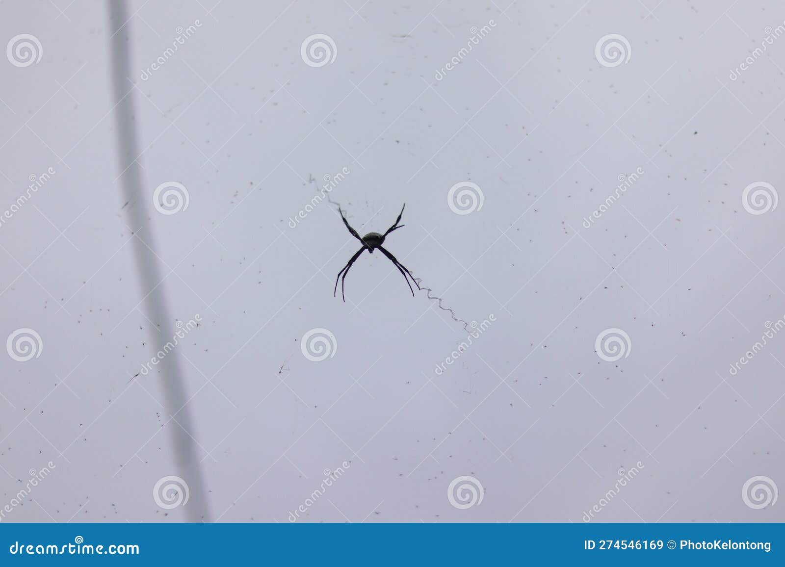A Spider Perched on Its Web with a Sky Background Stock Image - Image ...