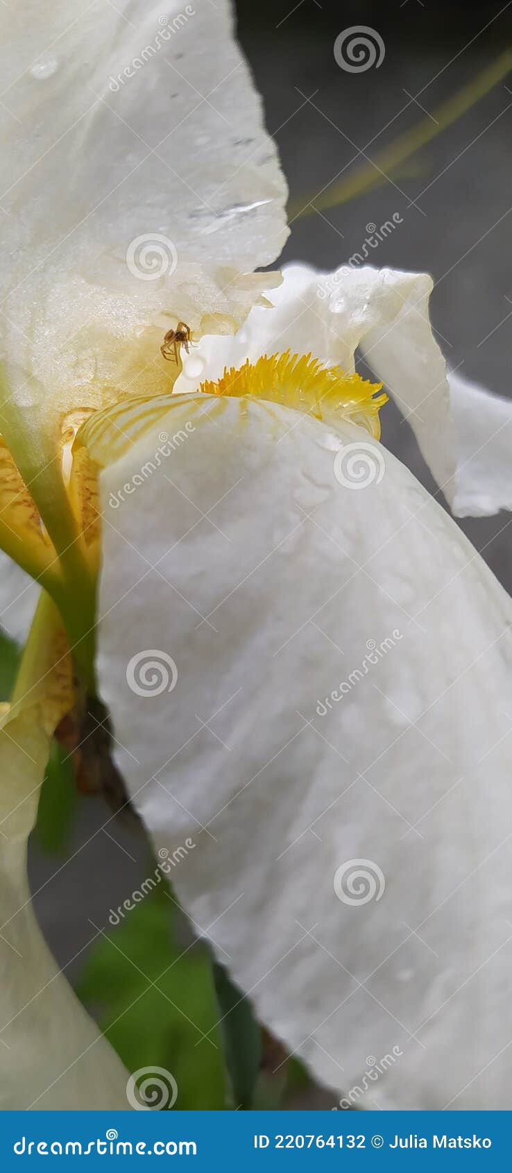 Spider Sits on a Petal of an Iris Flower Stock Photo - Image of pink, ñ ...