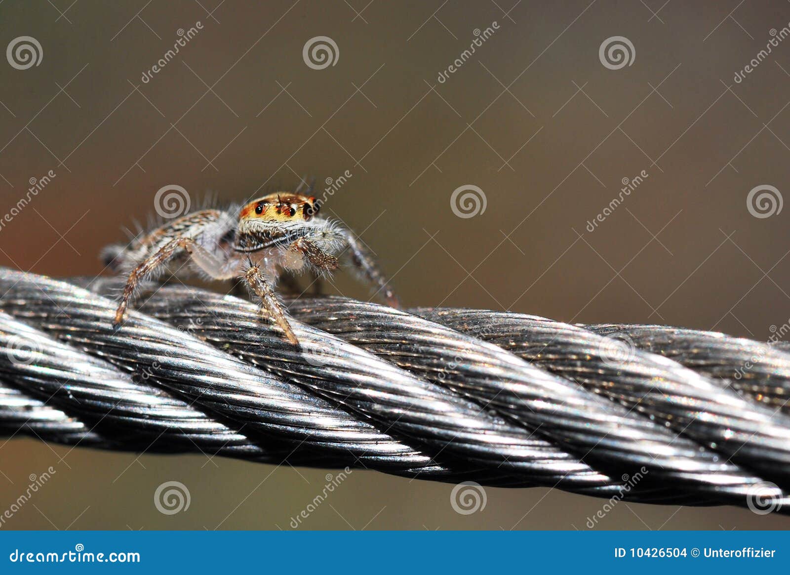 Spider Photo stock photo. Image of stalk, fear, hunter - 10426504