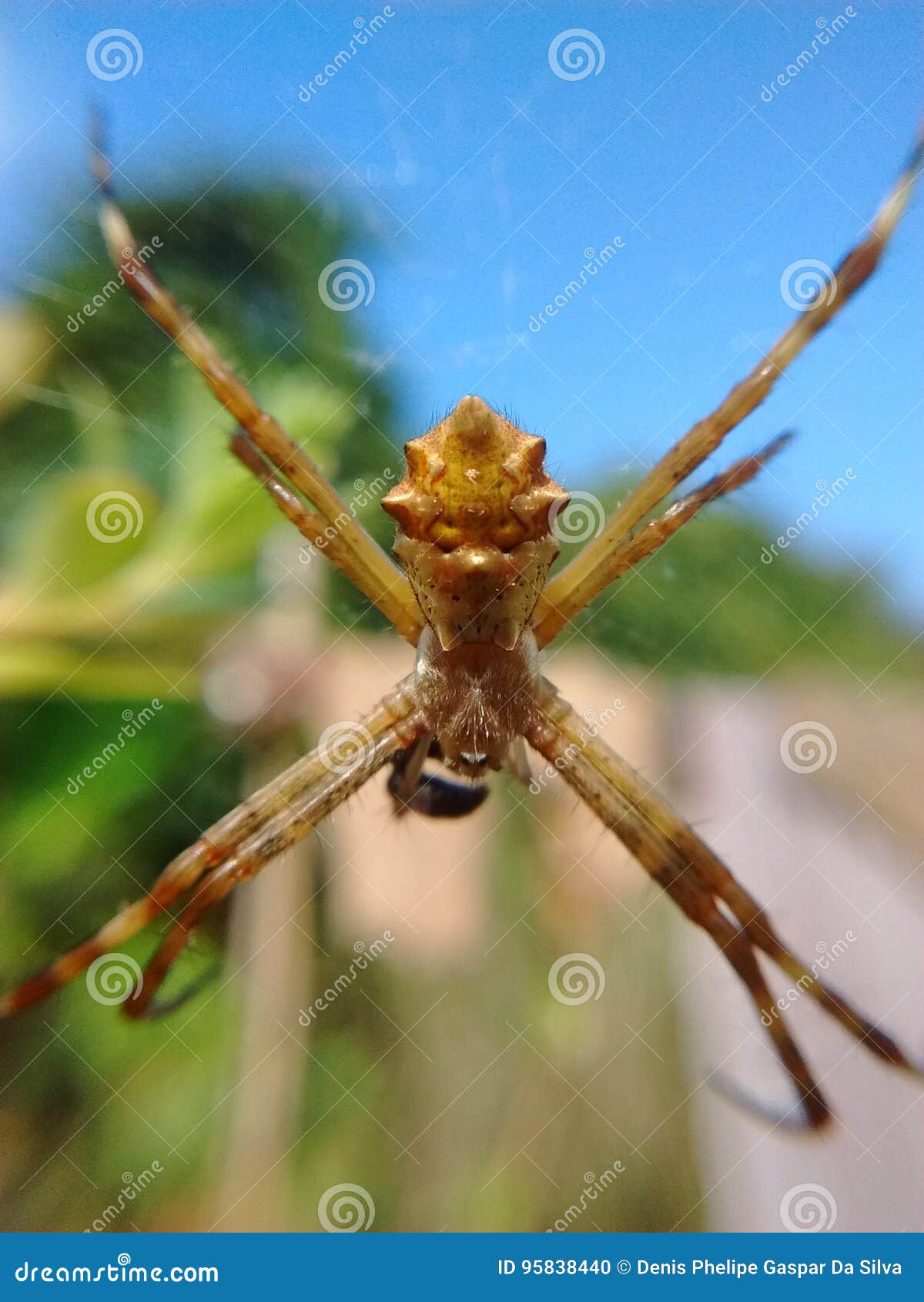 Spider stock photo. Image of macro, garden, spider, predators - 95838440