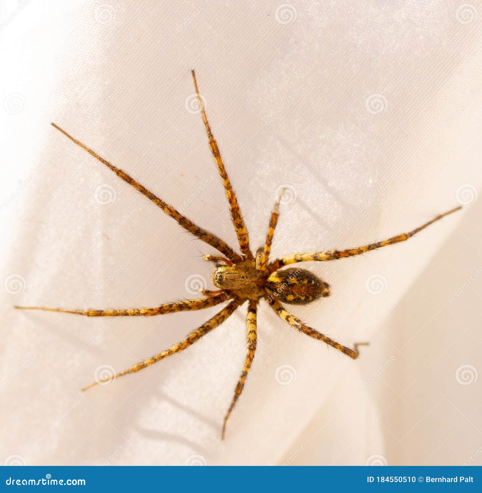 Spider on white background stock photo. Image of eight - 184550510