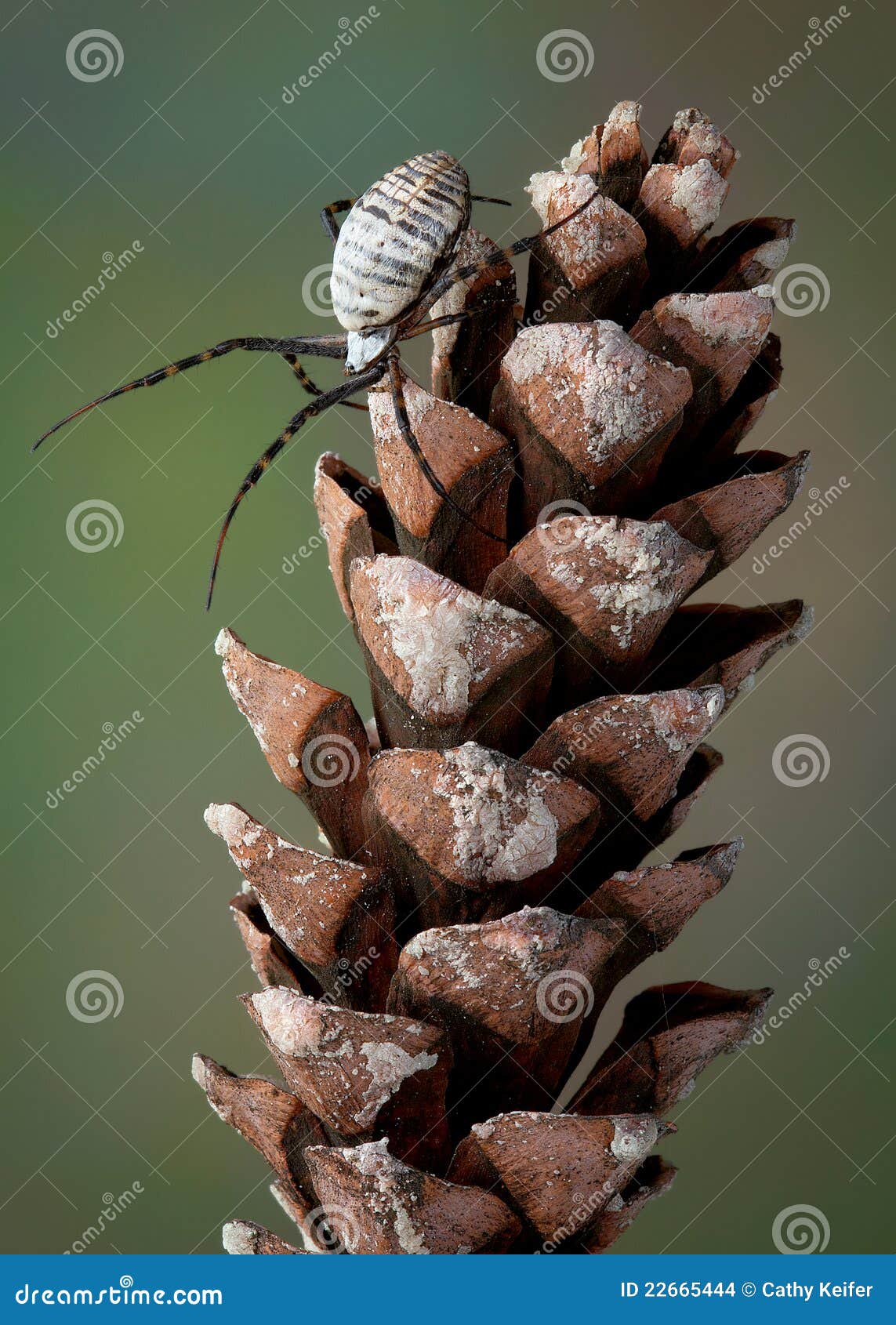 Spider on pine cone stock photo. Image of argiope, macro - 22665444