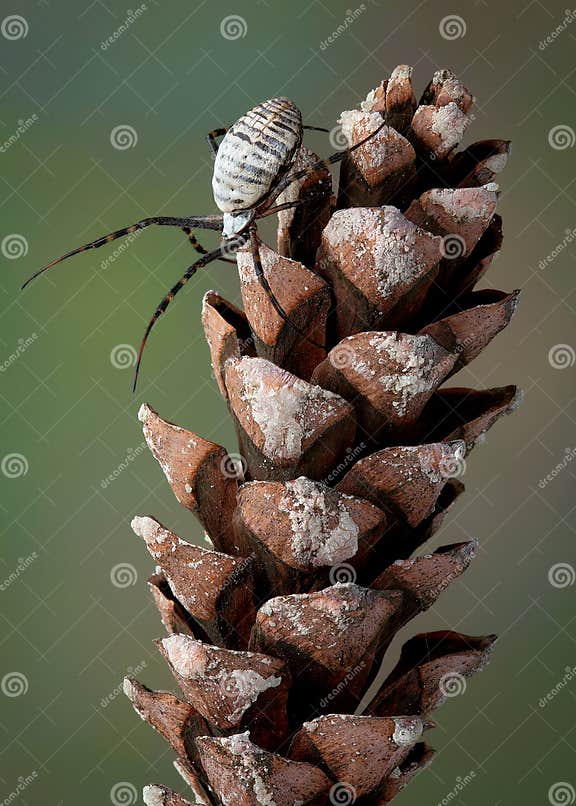 Spider on pine cone stock photo. Image of argiope, macro - 22665444