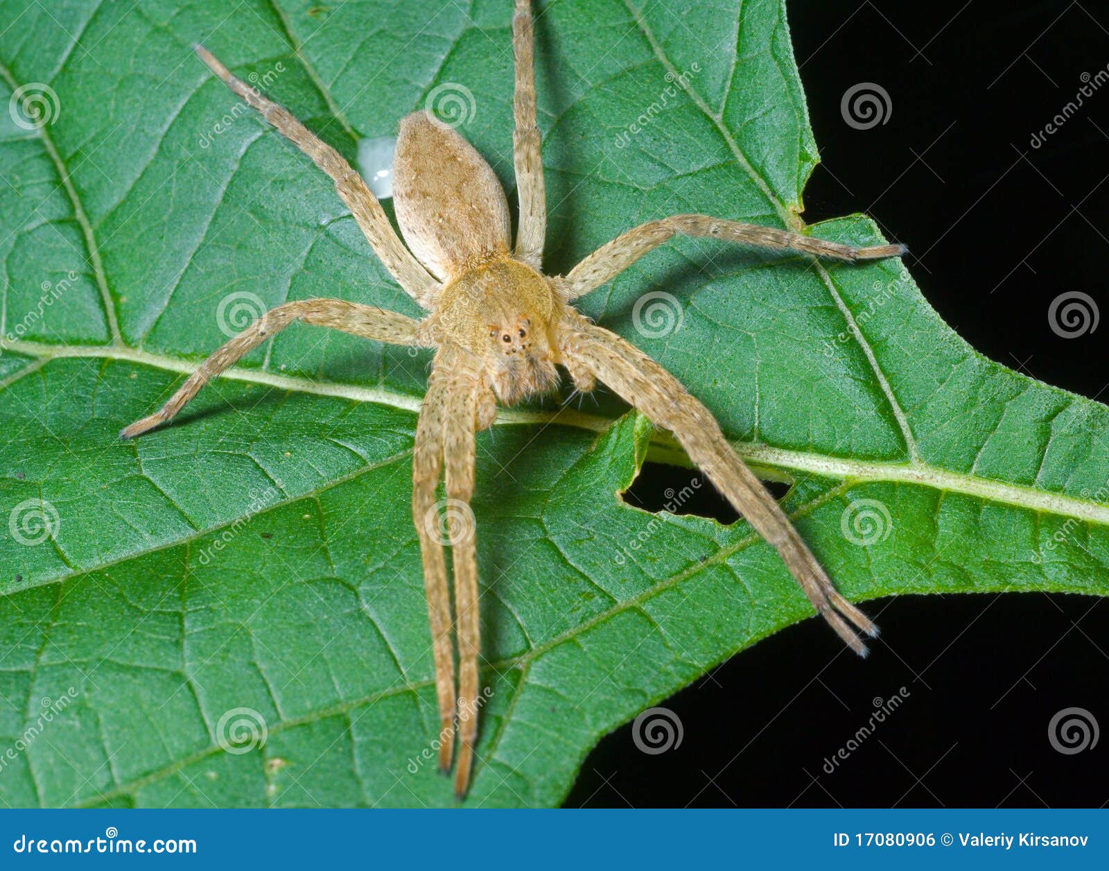 Spider (Pisauridae) on Leaf 1 Stock Photo - Image of yellow, wild: 17080906