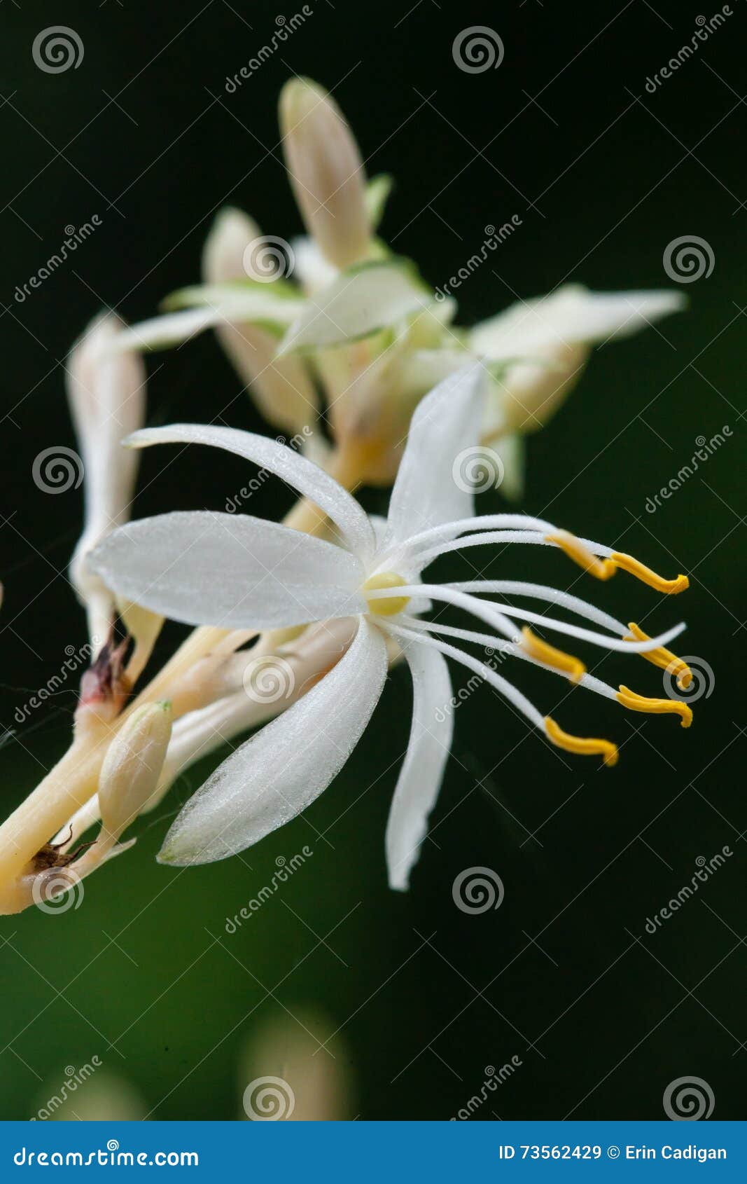 Spider Plant Blossom Macro stock image. Image of beautiful - 73562429
