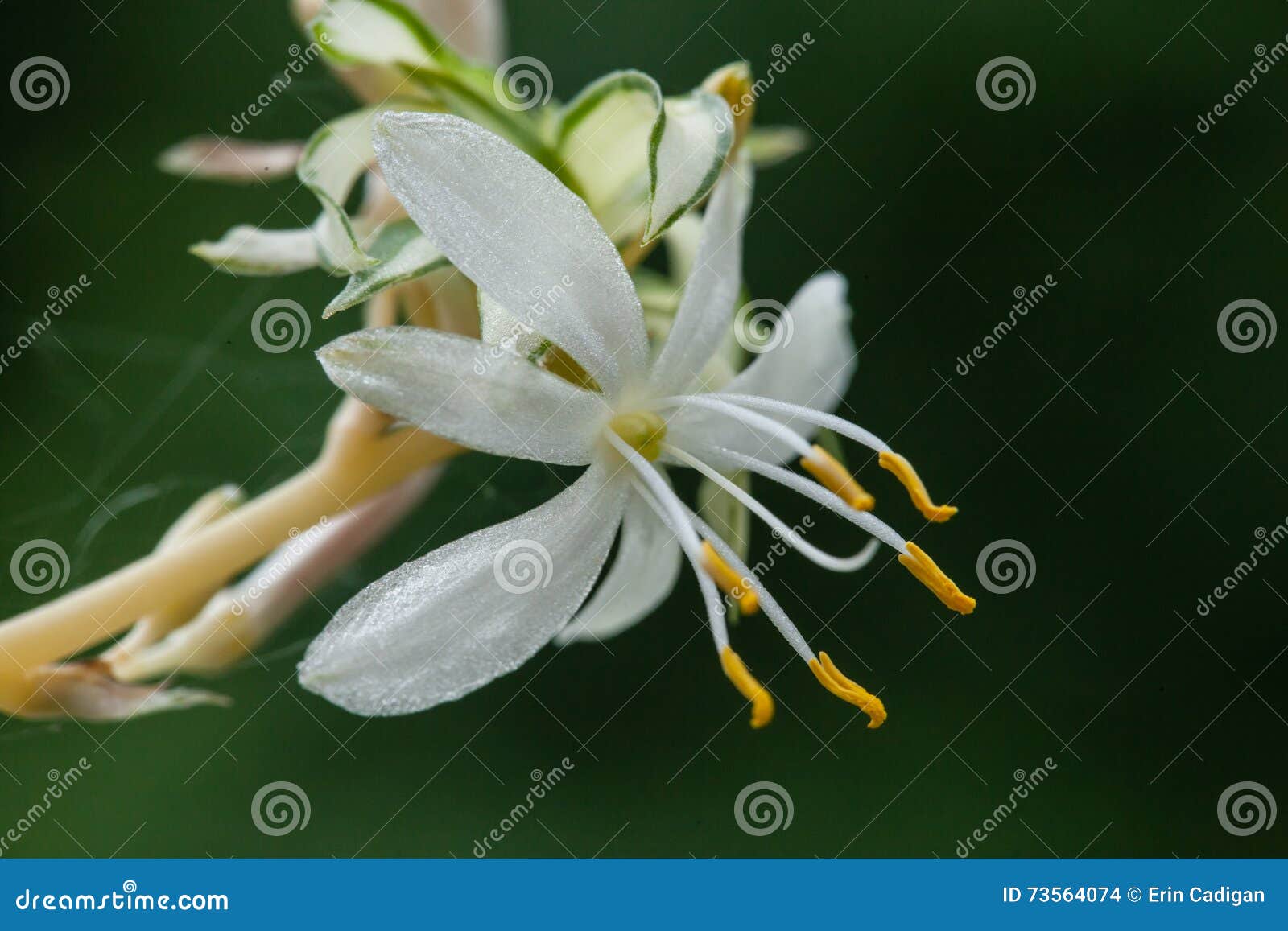 Spider Plant Blossom Macro stock photo. Image of poison - 73564074
