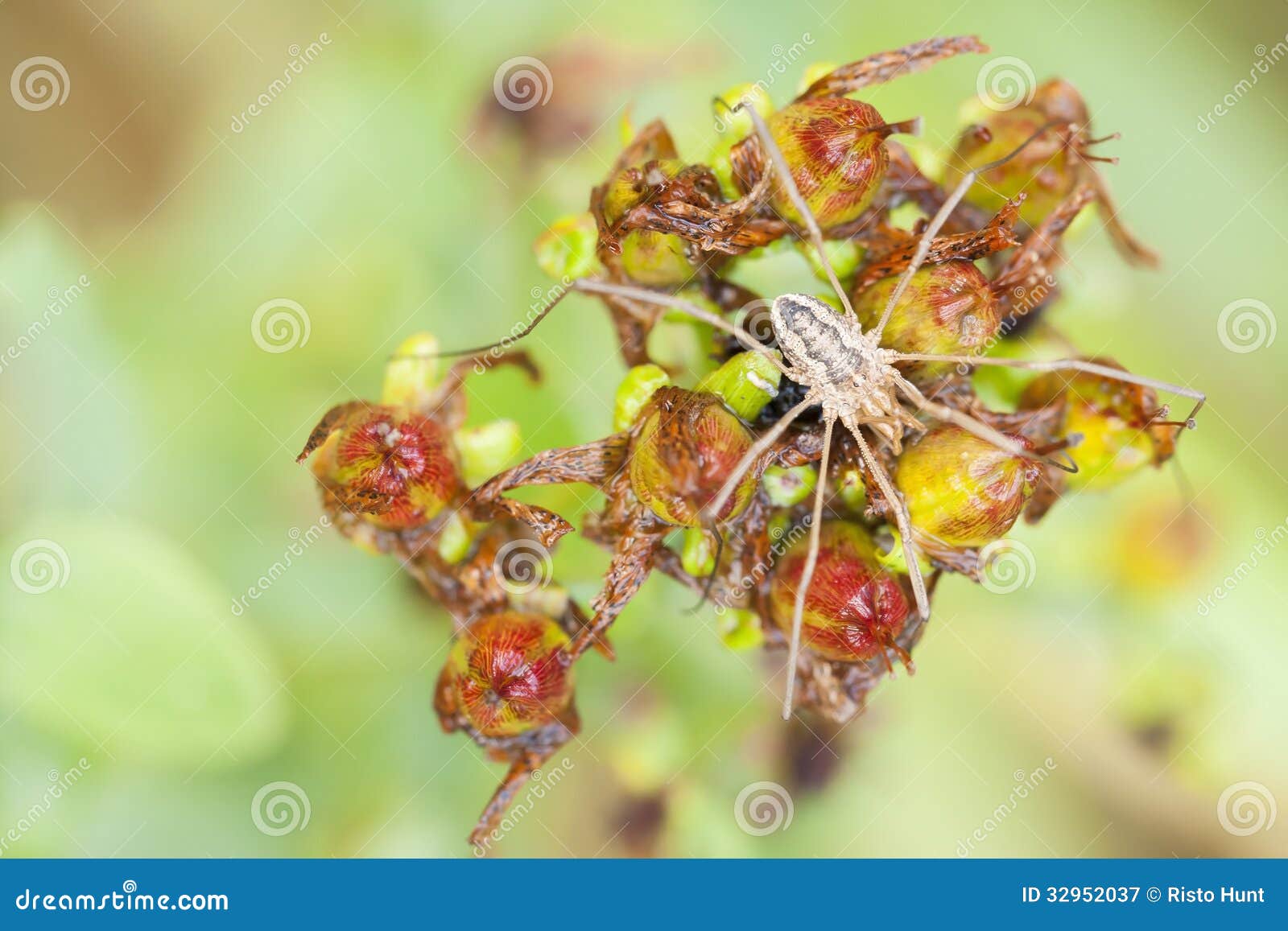 Spider on plant stock image. Image of insect, biology - 32952037