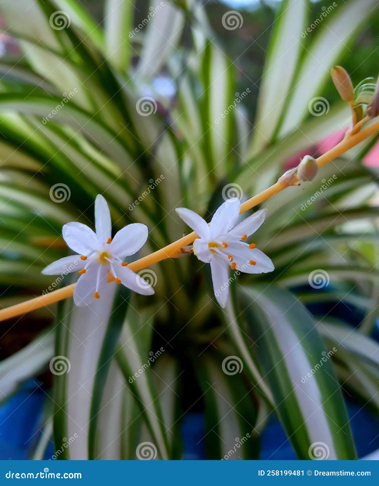 Spider Plant Flower stock image. Image of flowe, tree - 258199481