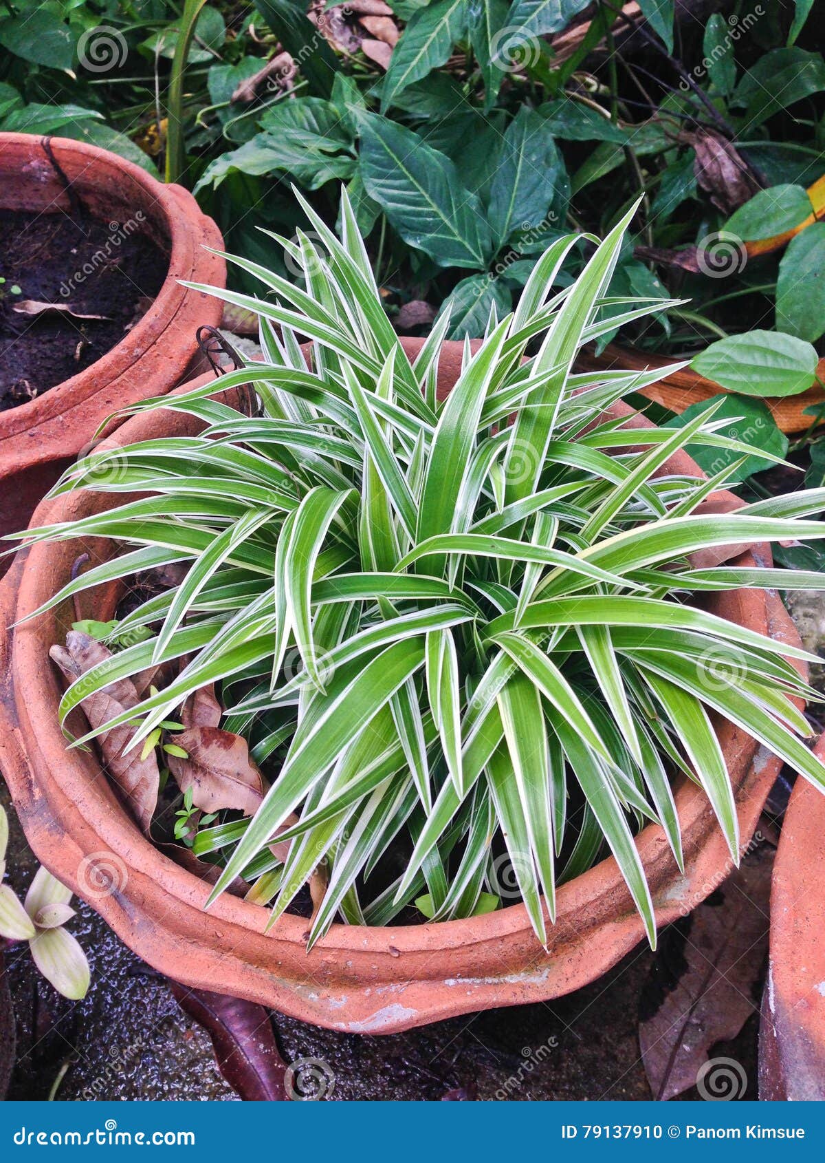 Spider Plant with Green & White Slender Leaf Stock Photo - Image of ...