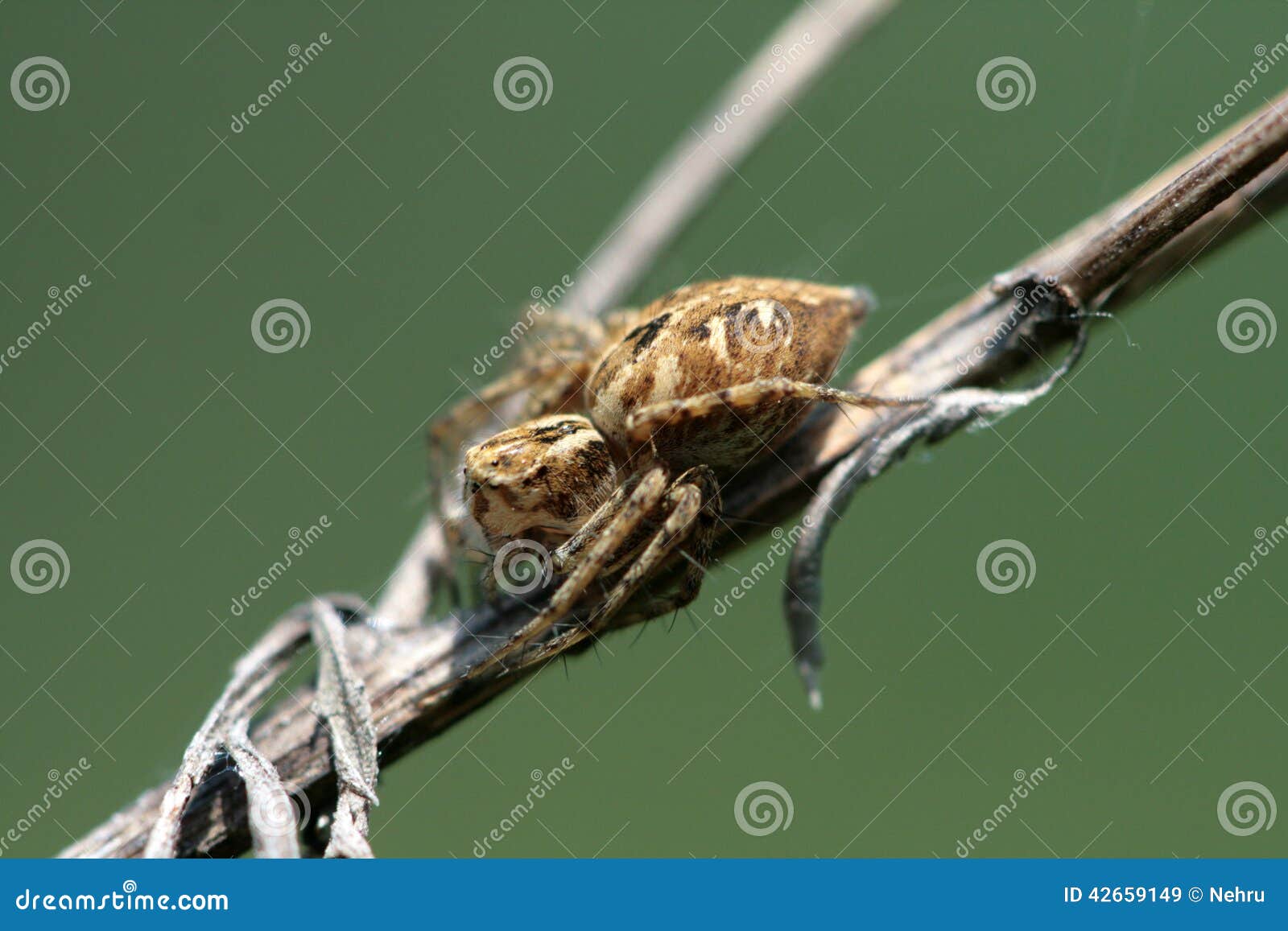 Spider on a plant stock image. Image of silk, animal - 42659149