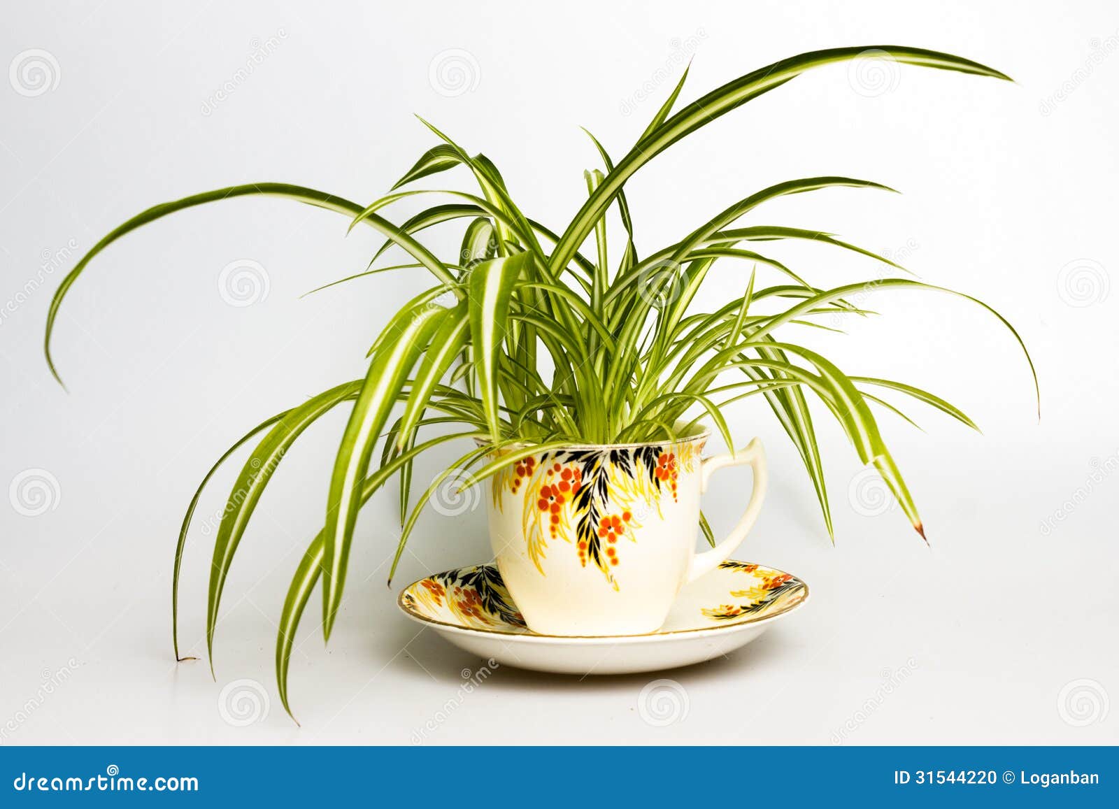 Spider Plant Chlorophytum Comosum. Royalty-Free Stock Image ...