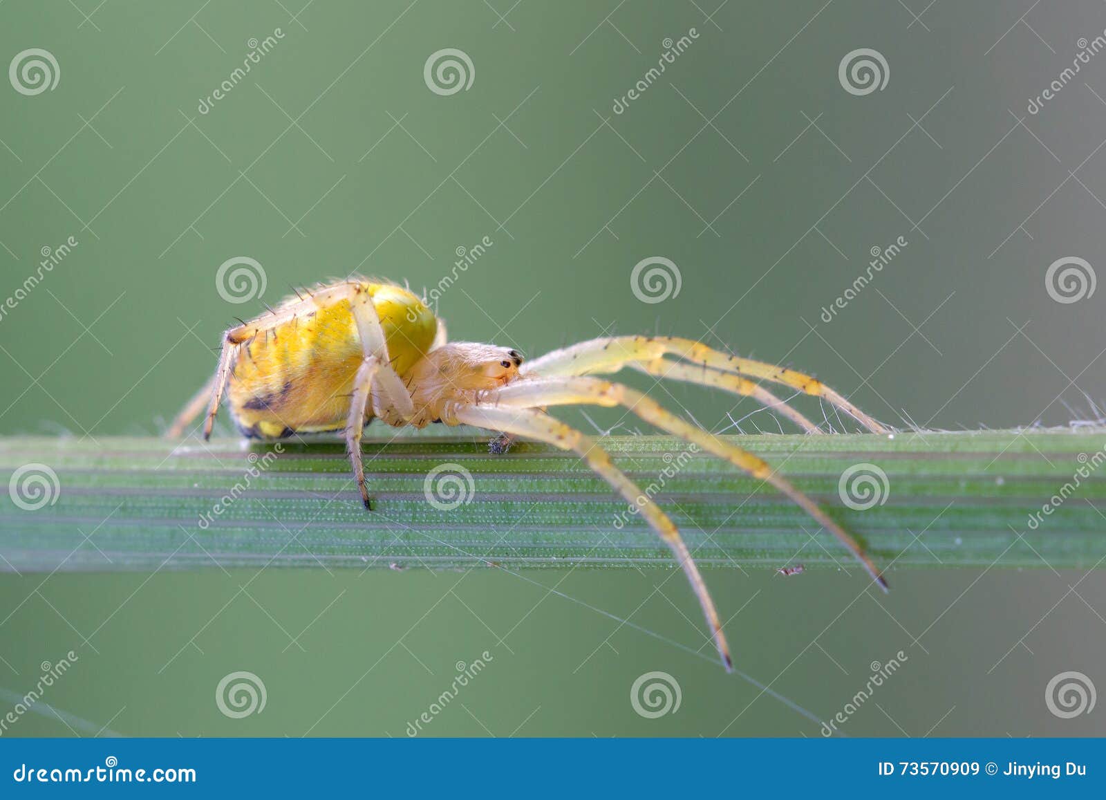 Spider on plants stock image. Image of plants, animal - 73570909