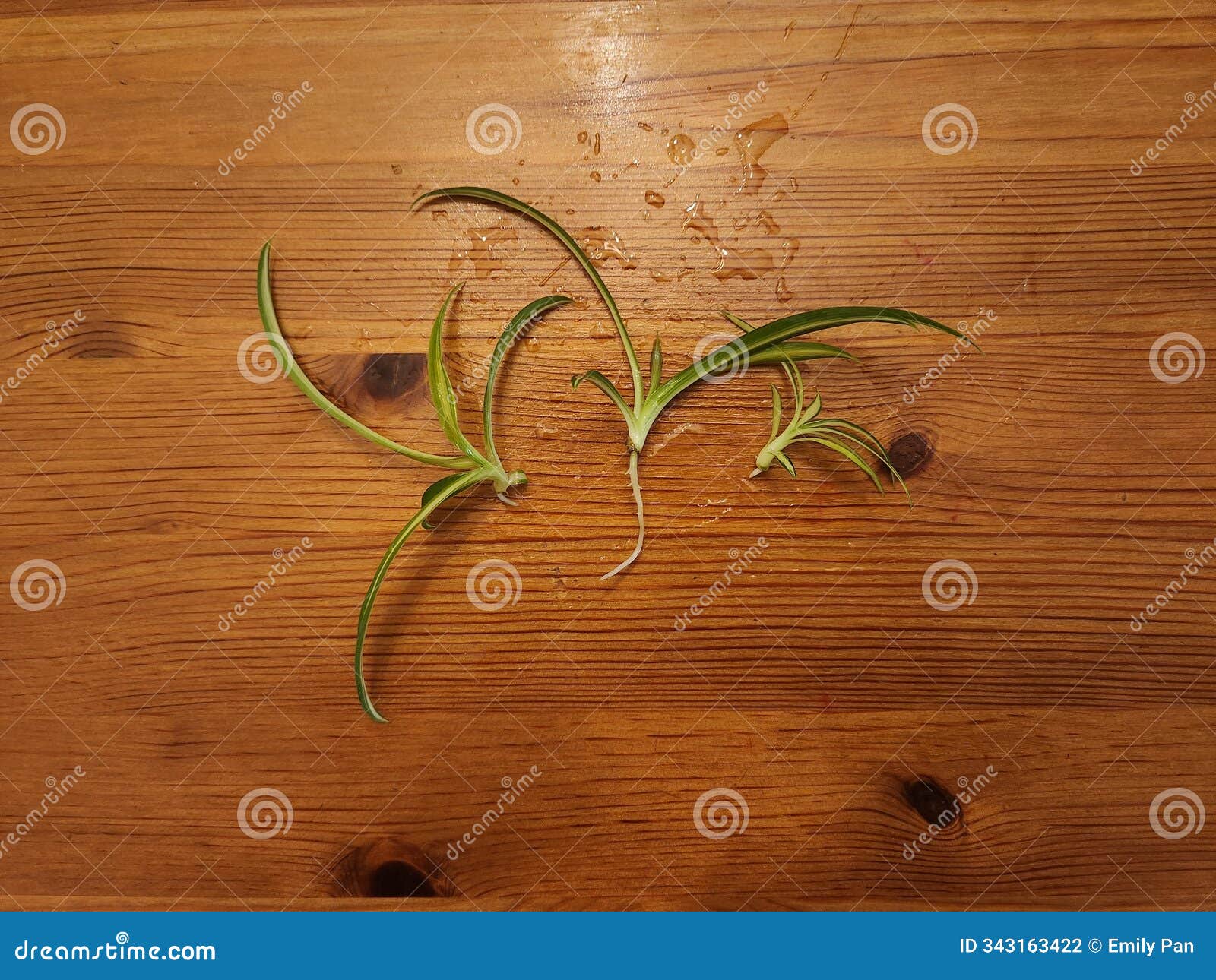 Spider Plants and Roots stock photo. Image of branch - 343163422