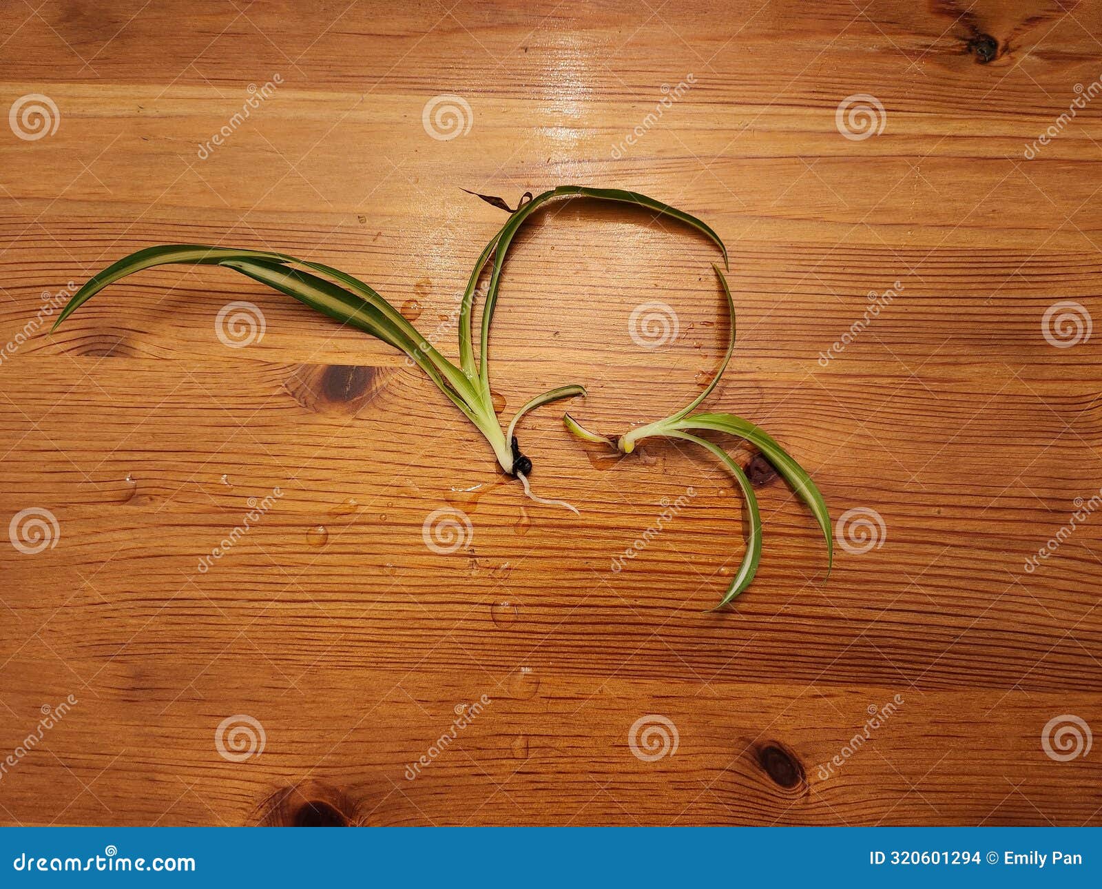 Spider Plants and Roots stock photo. Image of circle - 320601294