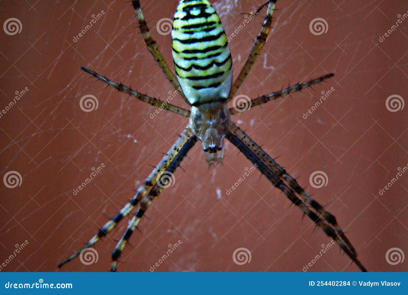 The Spider is Poisonous. Zebra Spider. Wasp Spider. Agriope. Web Stock ...