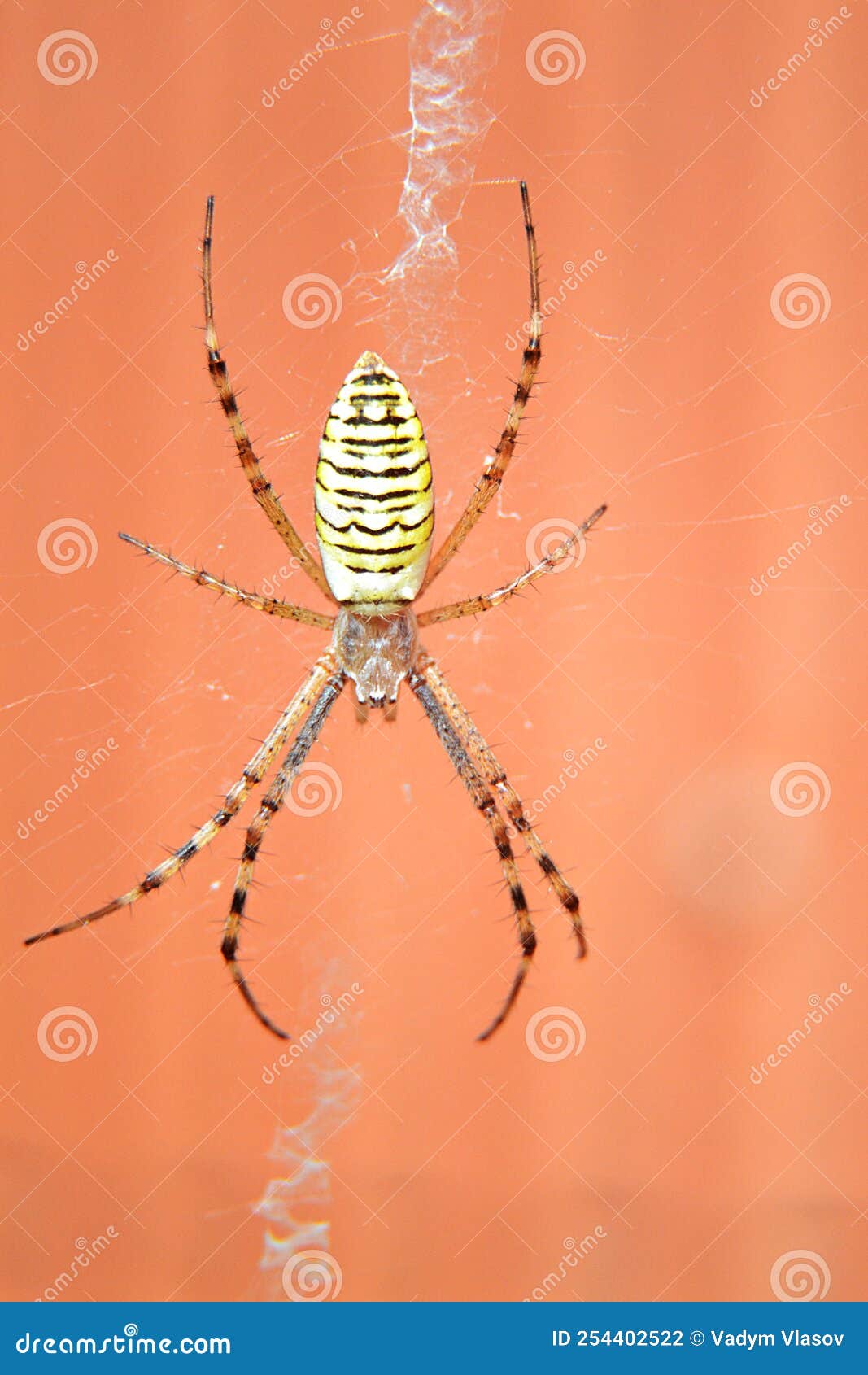 The Spider is Poisonous. Zebra Spider. Wasp Spider. Agriope. Web Stock ...