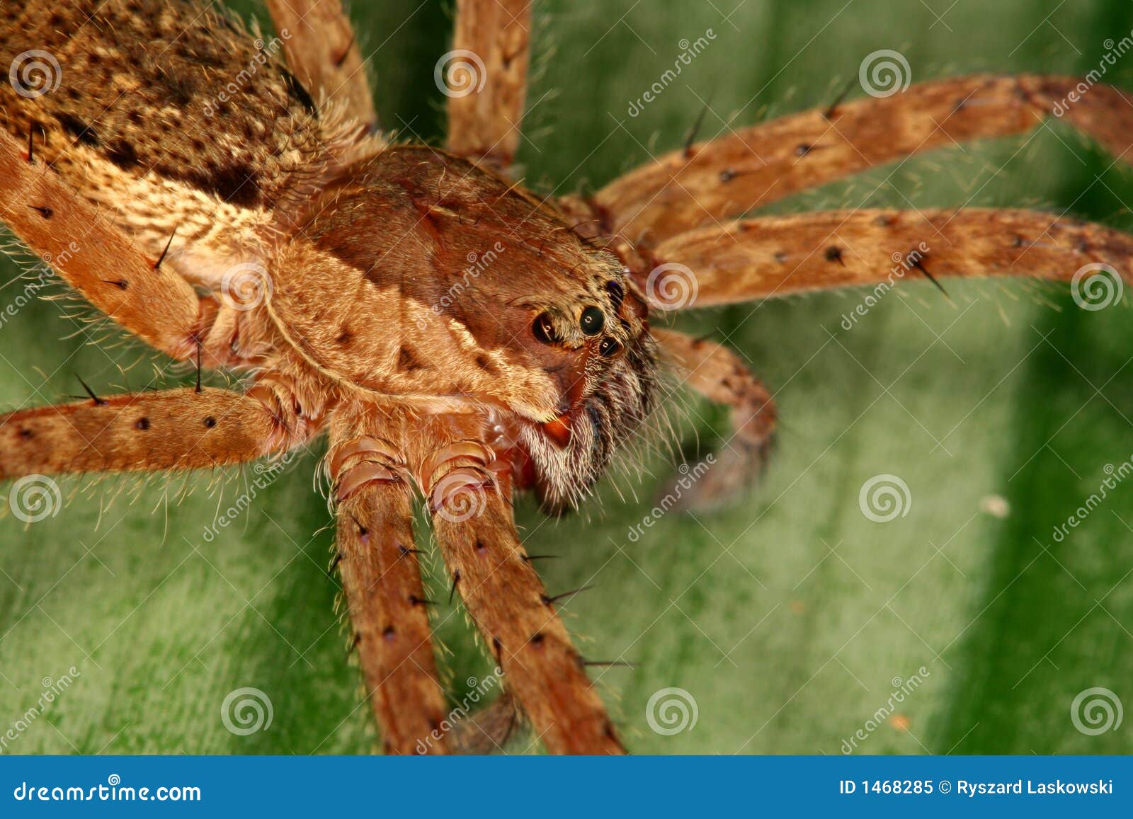 Spider portrait stock image. Image of jungle, arachnida - 1468285