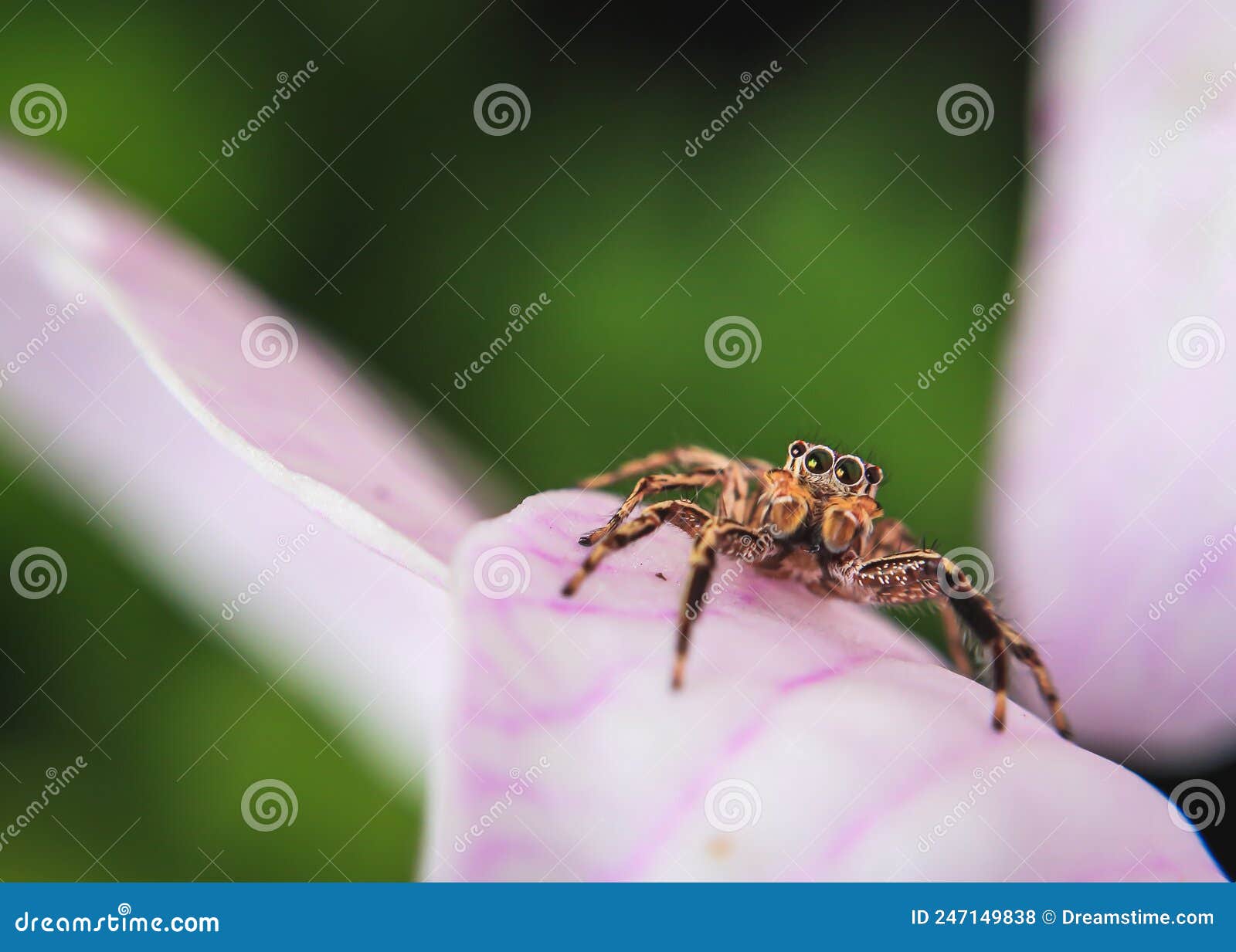 Spider pose stock photo. Image of nature, pose, spiders - 247149838