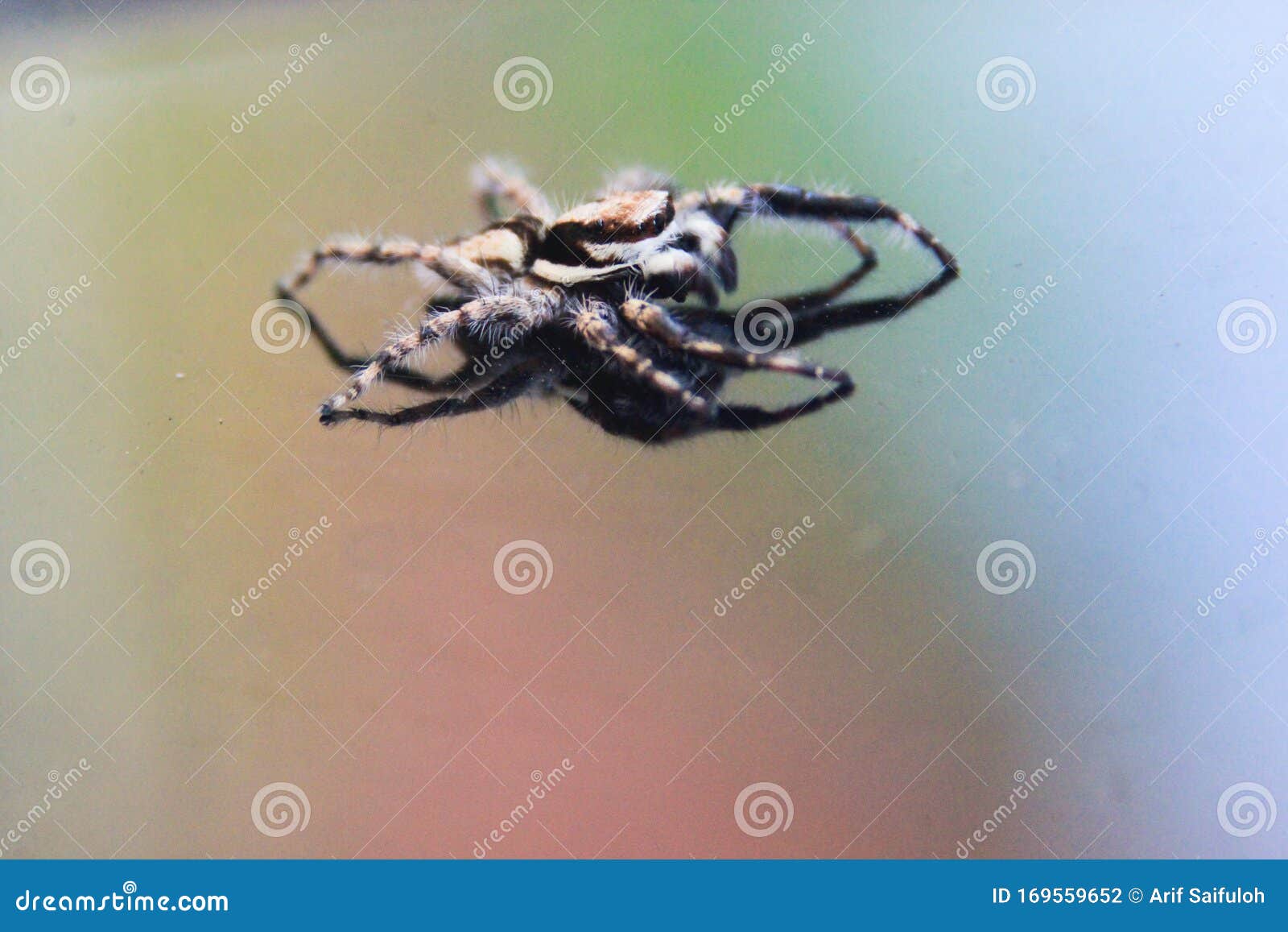 Spider Web Reflex Stock Image | CartoonDealer.com #79390513