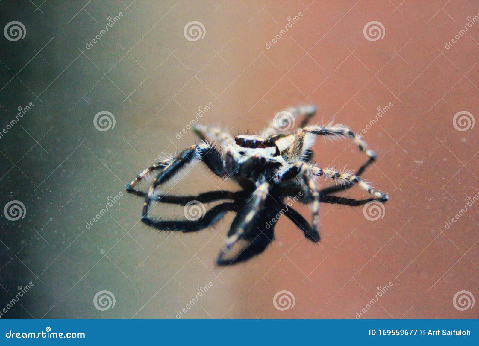 Spider Web Reflex Stock Image | CartoonDealer.com #79390513