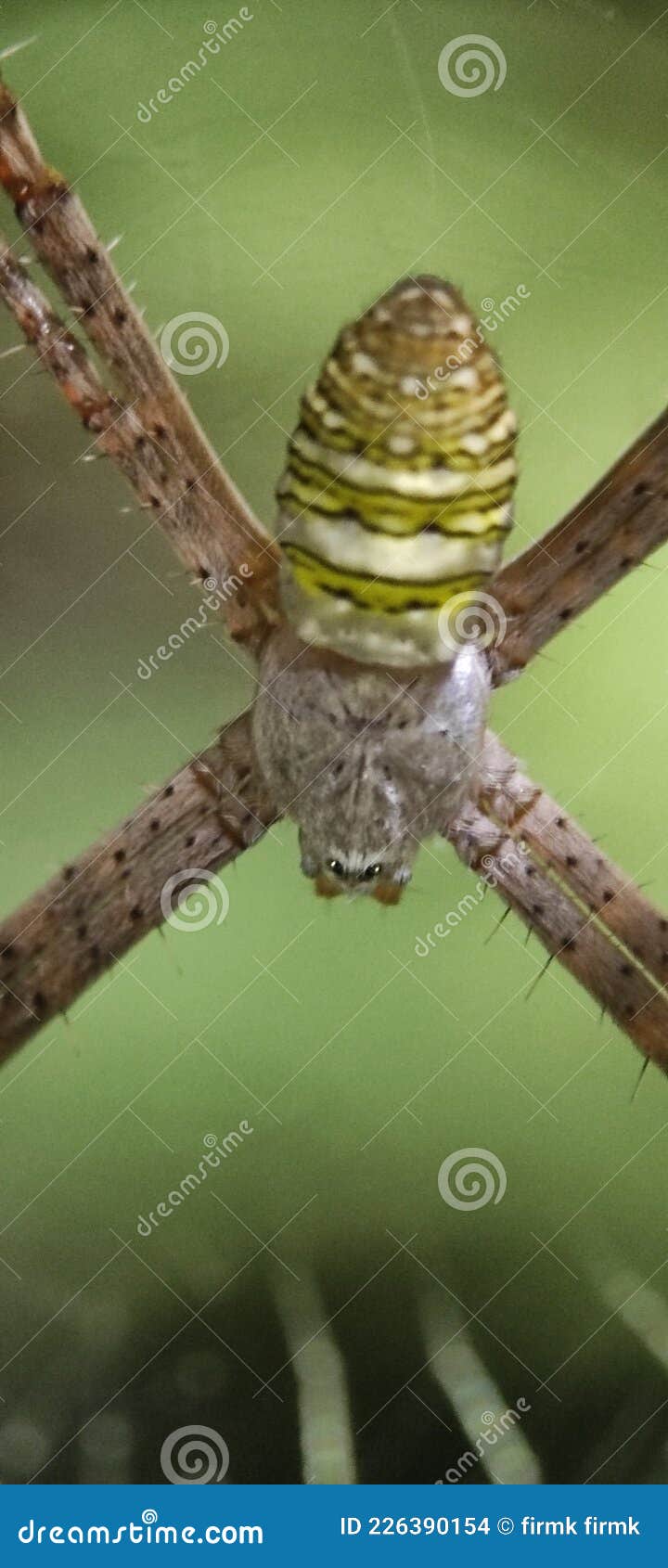 Spider on pot stock photo. Image of wildlife, spider - 226390154