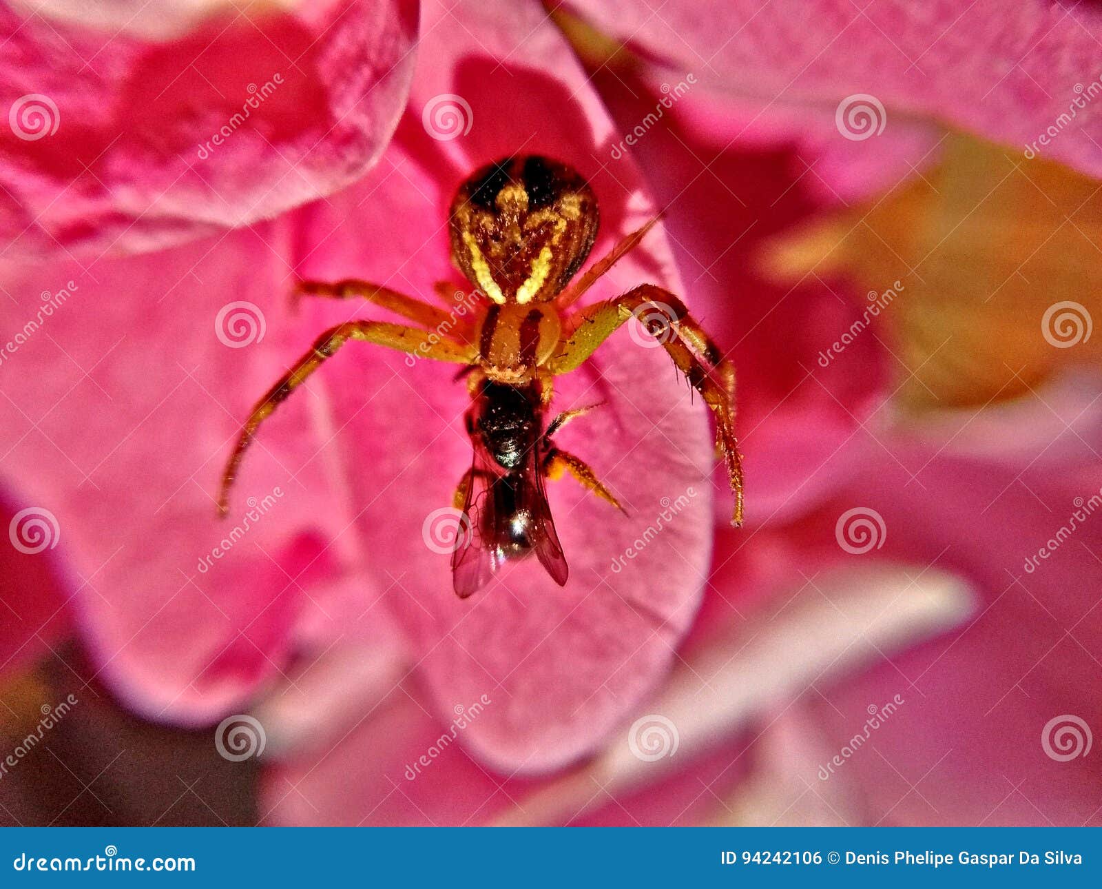 Spider stock photo. Image of wildlife, predator, spider - 94242106