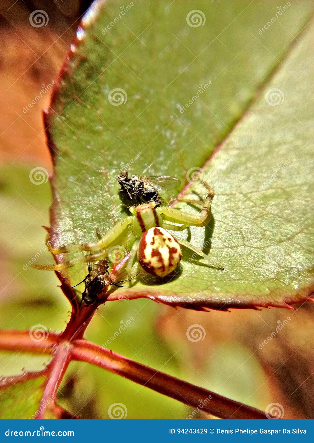 Spider stock image. Image of predator, wild, pest, arthropod - 94243429