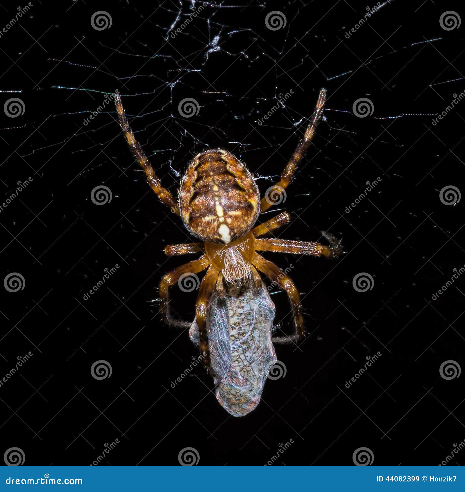 Spider predator stock image. Image of nature, wild, feeding - 44082399
