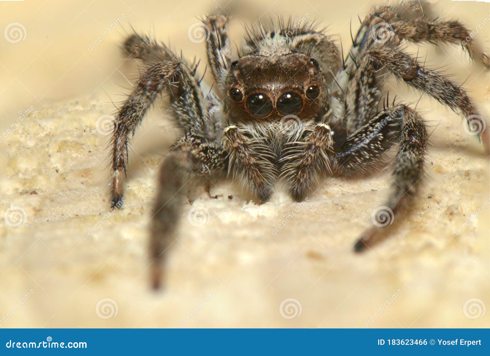 Spider predatory insect stock photo. Image of macro - 183623466